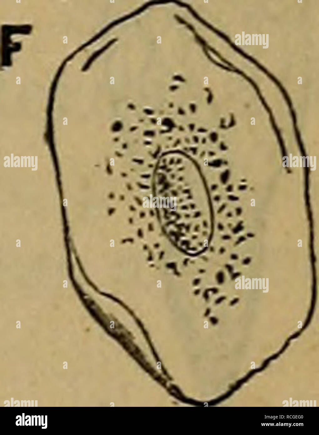 . Elements of histology. Histology. A, Columnar cells of intestine; B ...