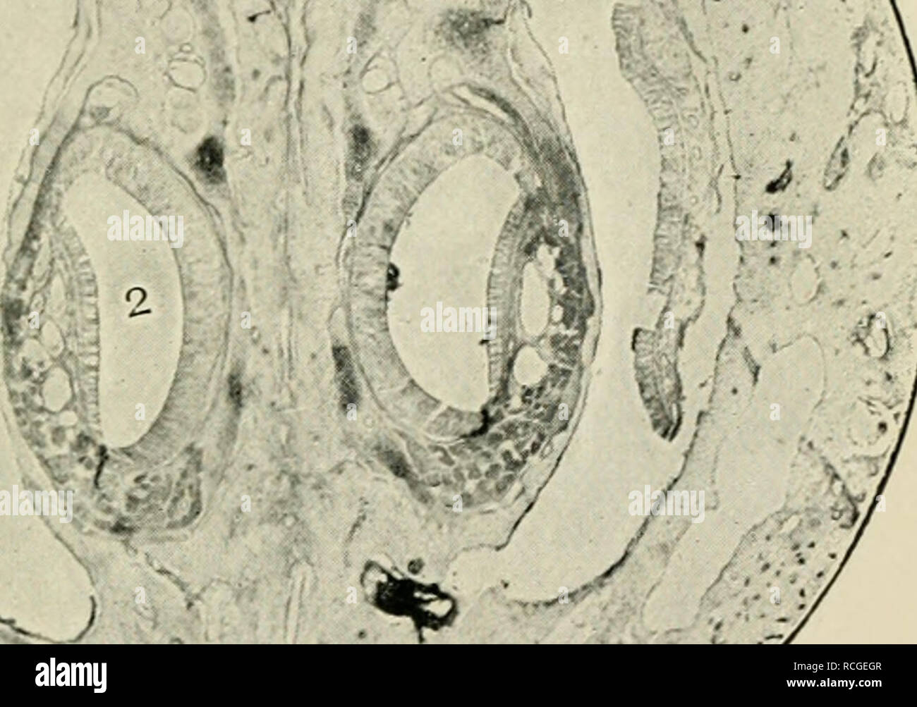 . Elements of histology. Histology. Nasal Mucous Membrane. A19 (c) In ...
