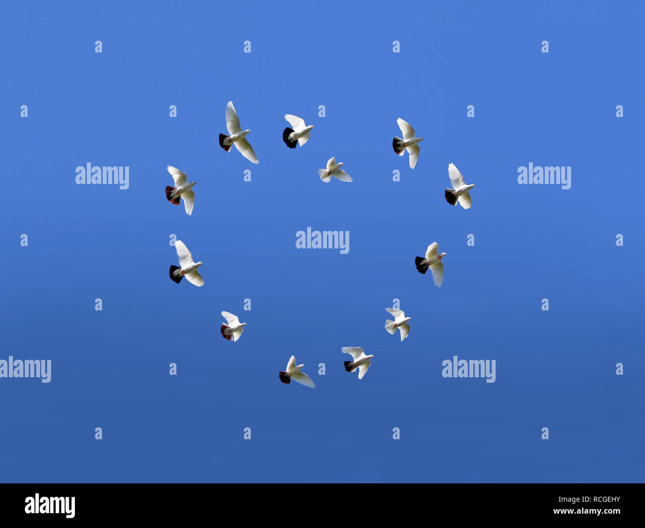 Flight white pigeons in the form of heart Stock Photo - Alamy