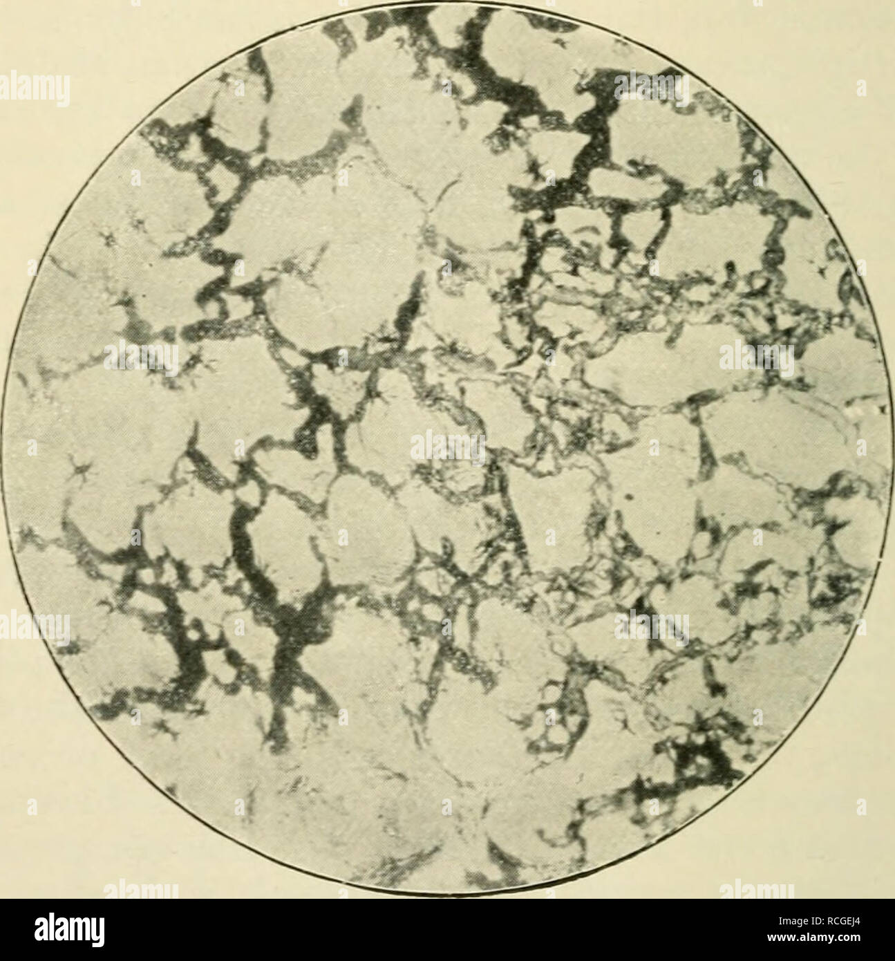 . Elements of histology. Histology. 42 2 Elements of Histology. (e) The ...