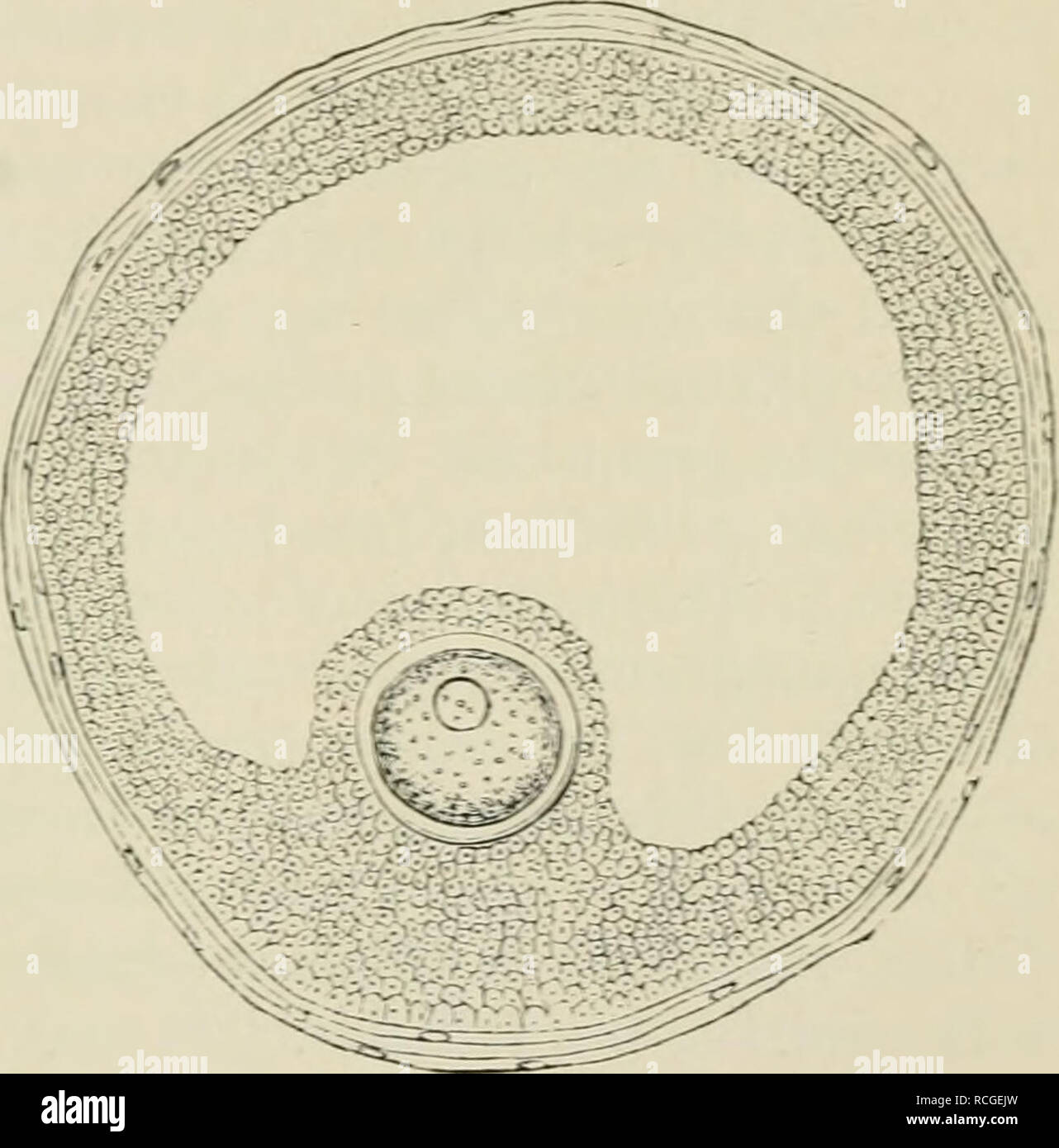 Female gards hi-res stock photography and images - Alamy