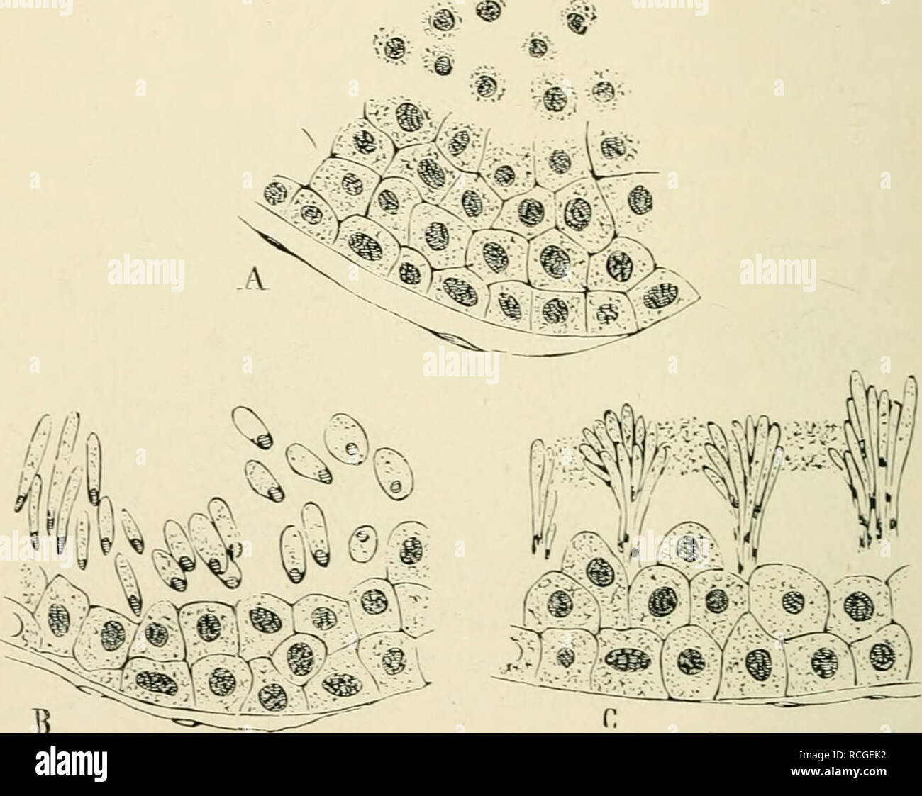 . Elements of histology. Histology. 376 Elements of Histology. nucleus ...
