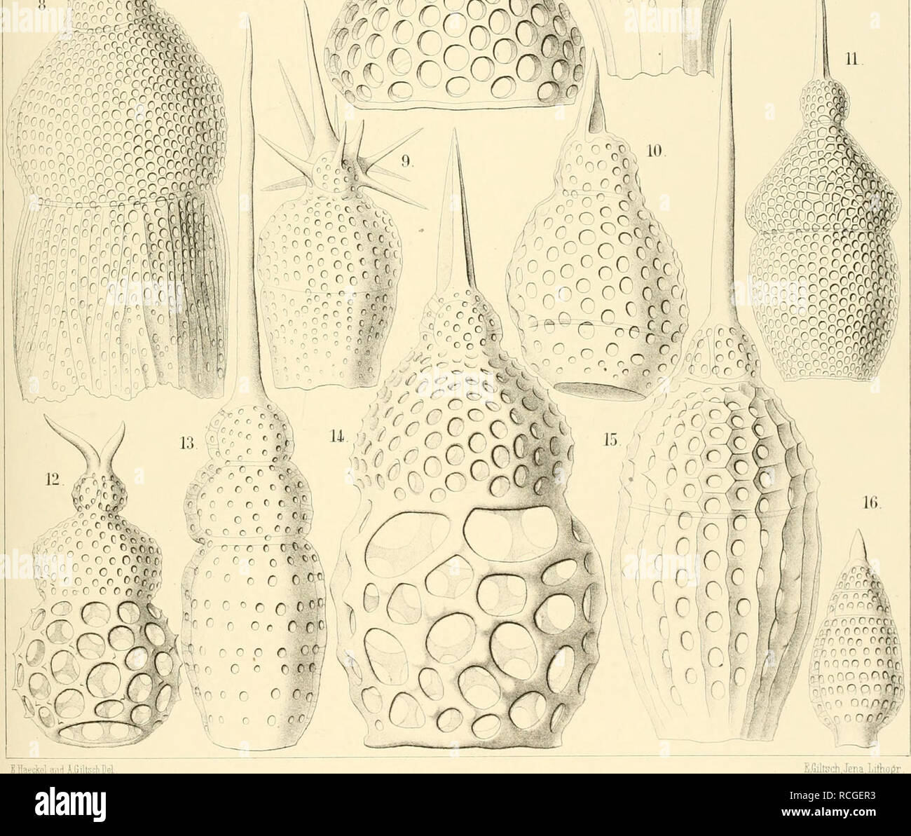 Radiolaria hi-res stock photography and images - Alamy