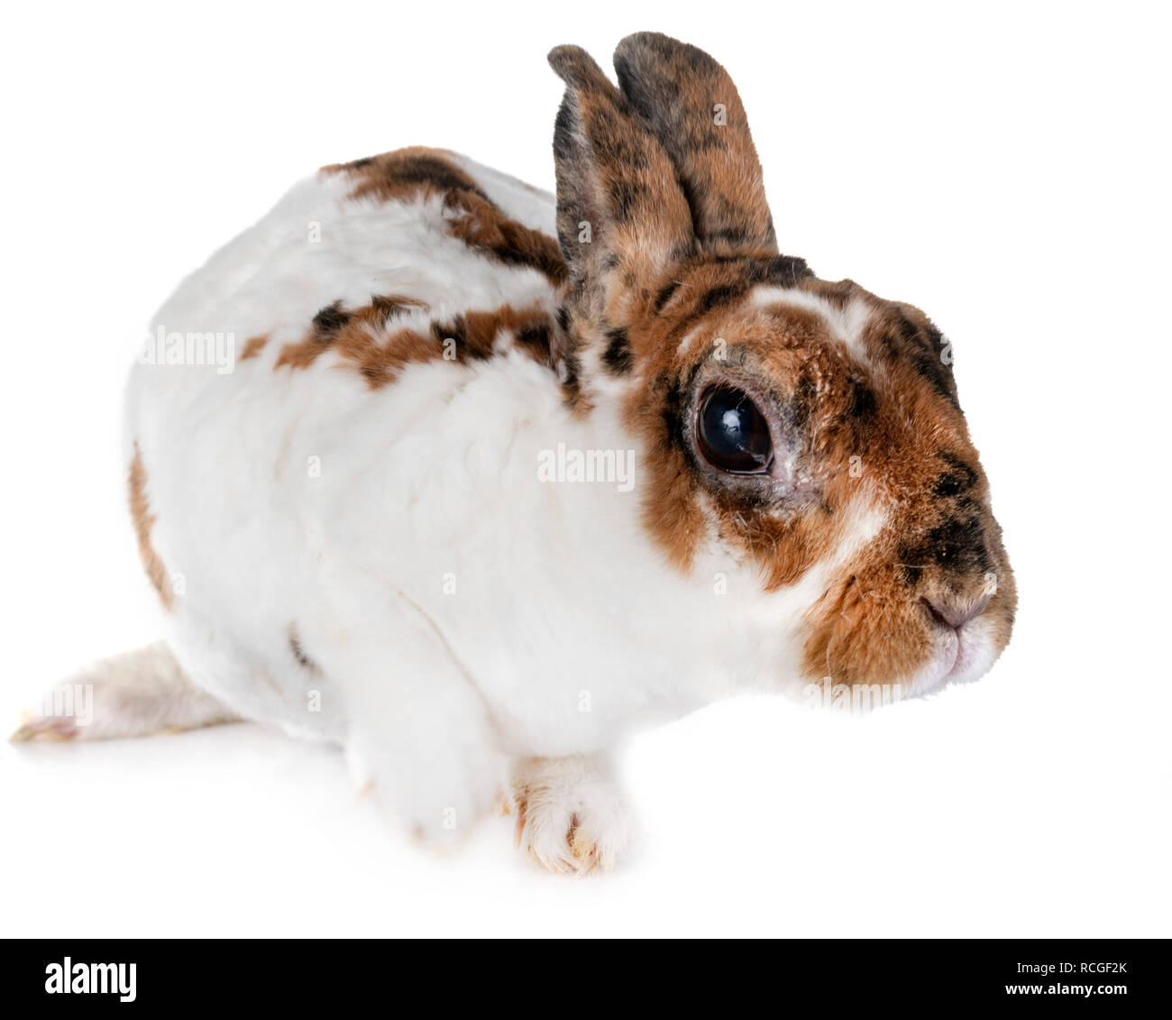 miniature Rex rabbit in front of white background Stock Photo - Alamy