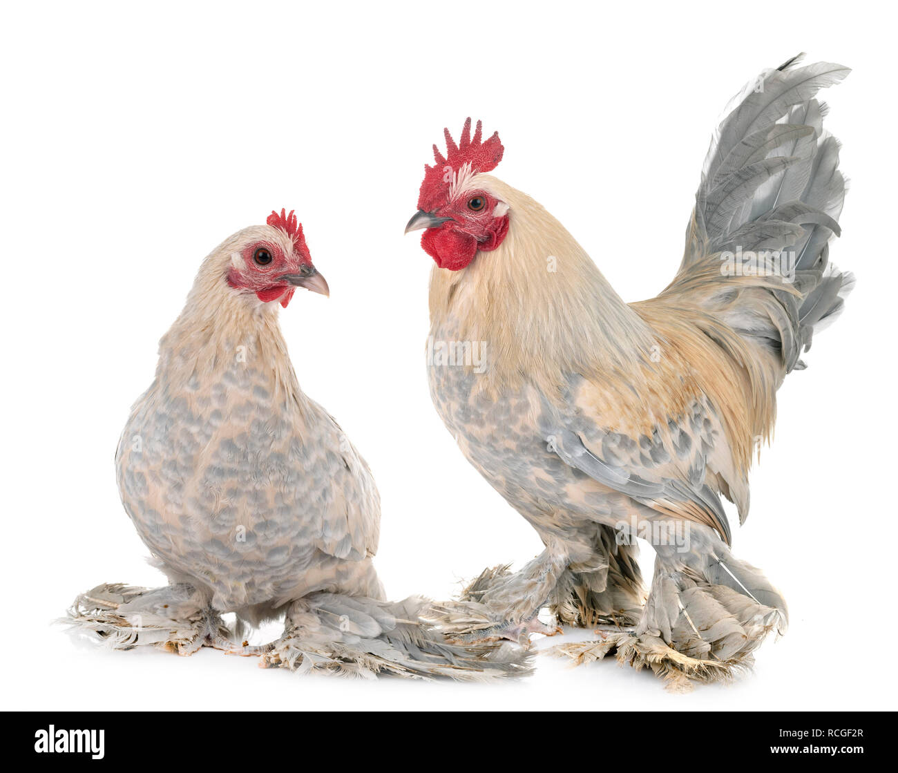 Dutch Booted Bantam in front of white background Stock Photo - Alamy