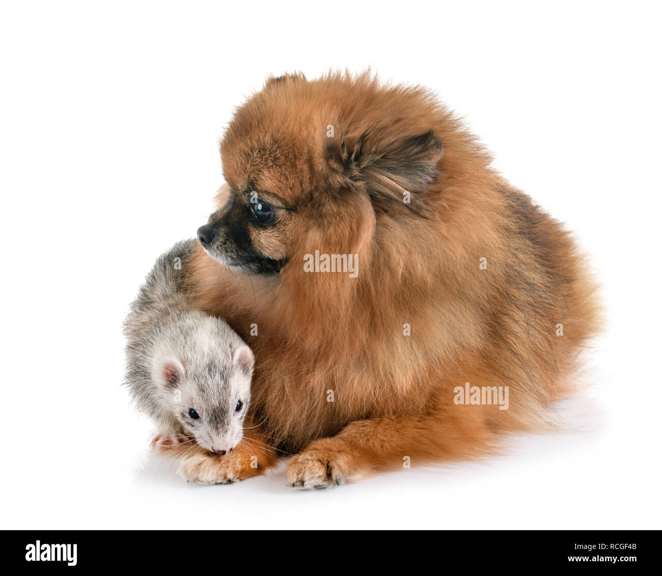 Ferret dog hi-res stock photography and images - Alamy