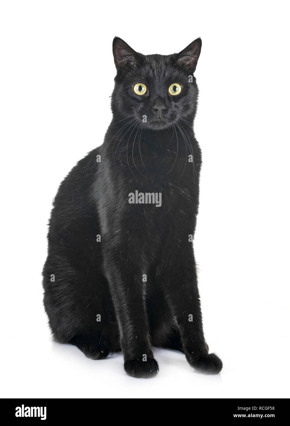 black cat in front of white background Stock Photo - Alamy