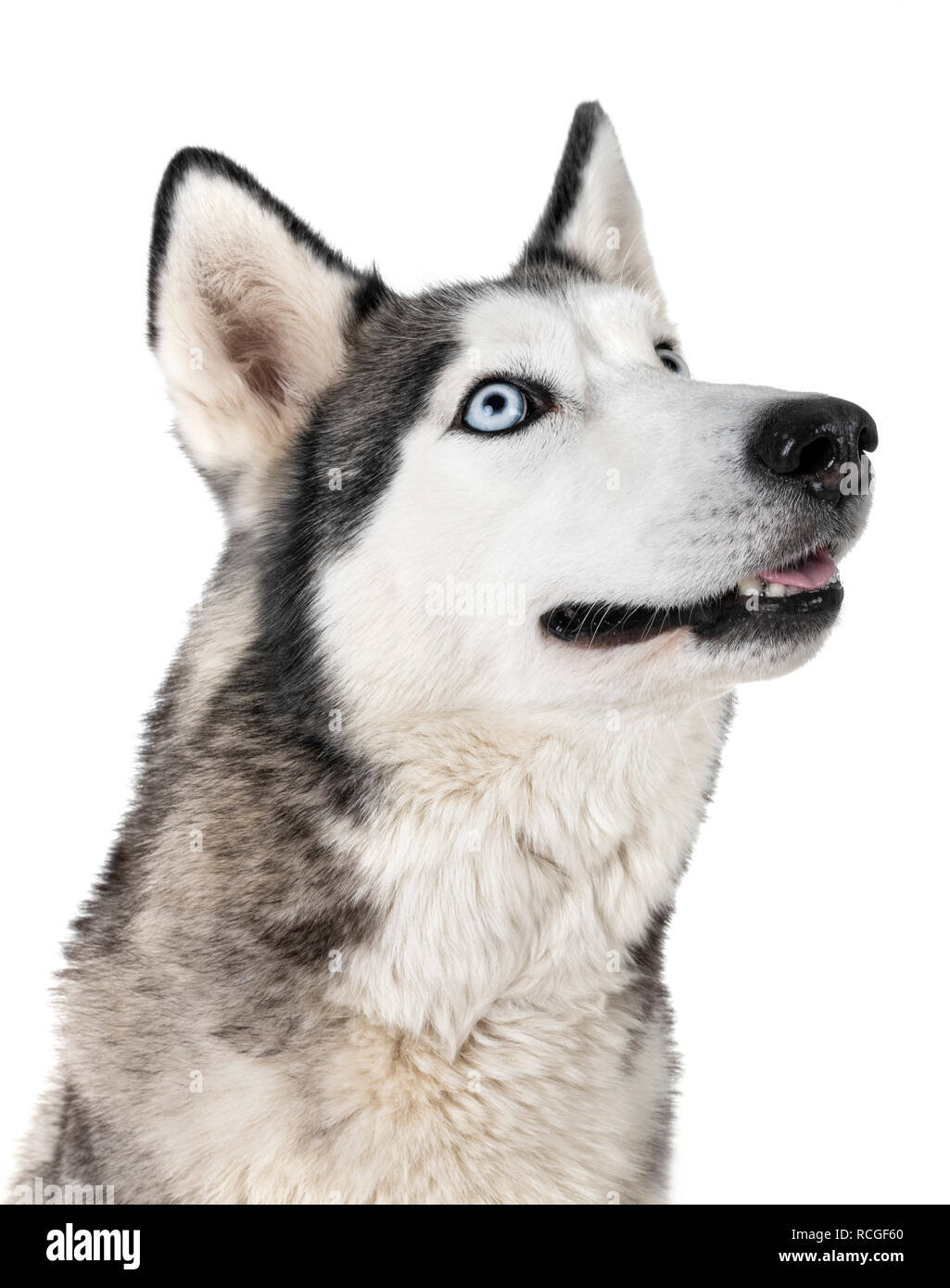 siberian husky in front of white background Stock Photo - Alamy