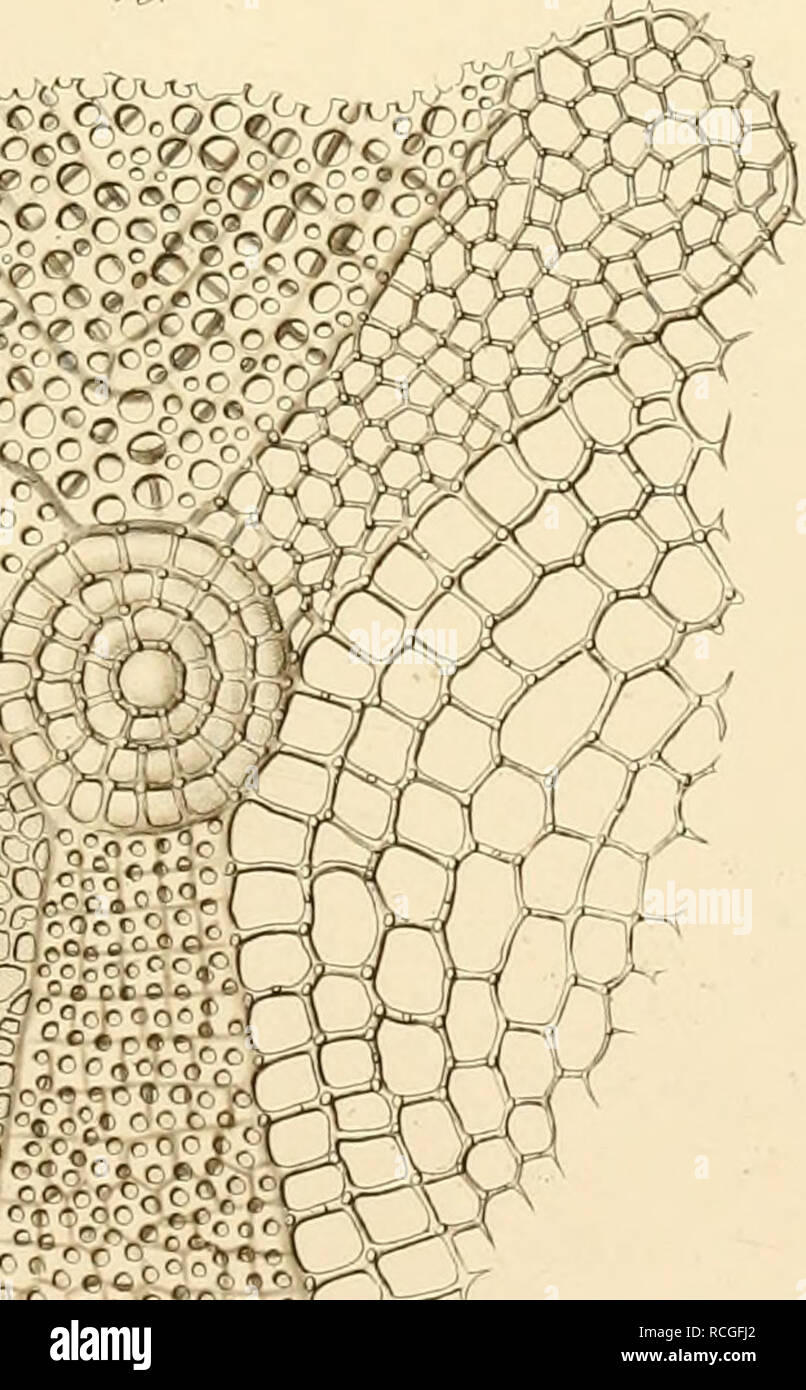 Ernst haeckel, radiolaria hi-res stock photography and images - Alamy
