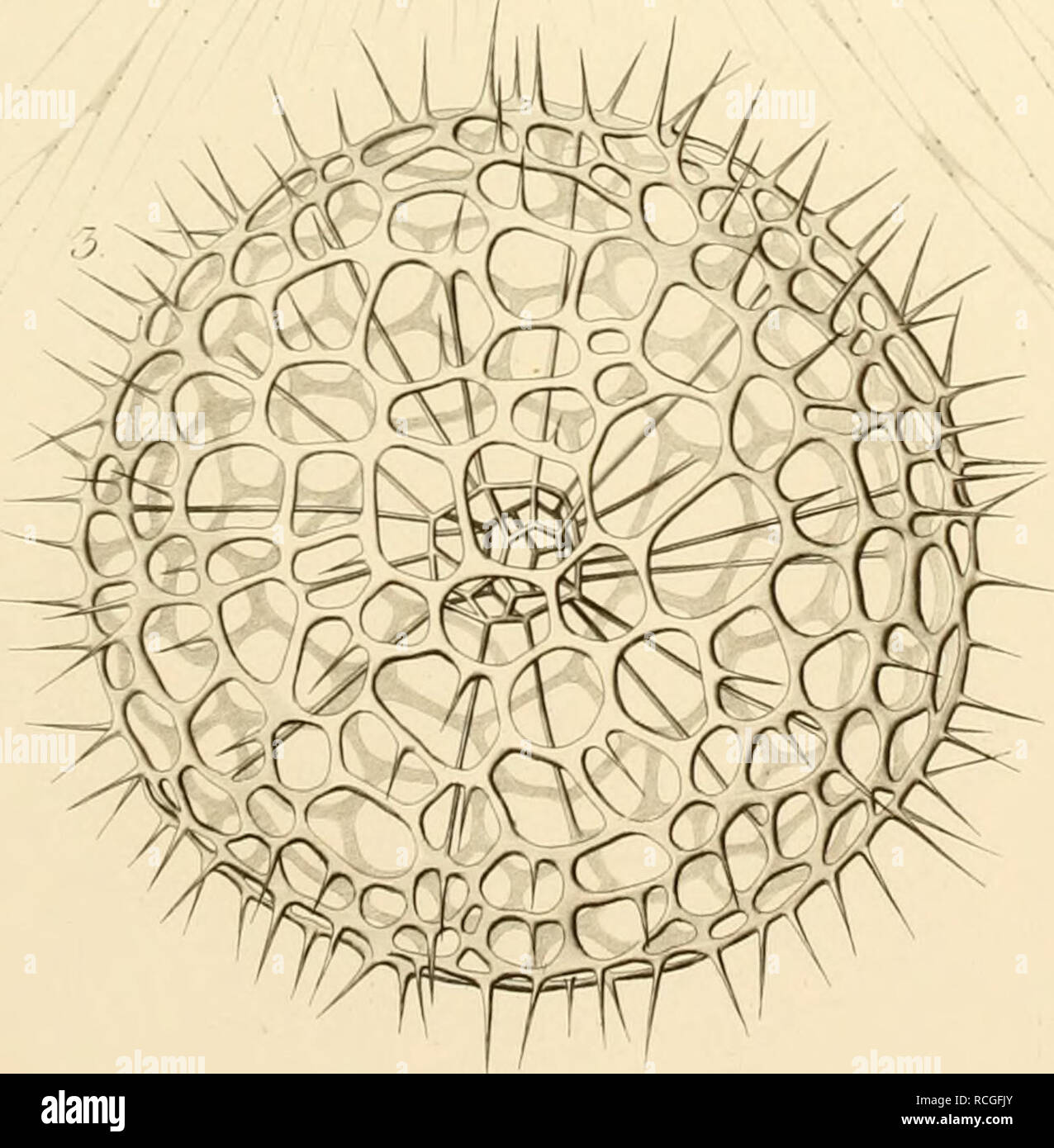 Ernst haeckel, radiolaria hi-res stock photography and images - Alamy