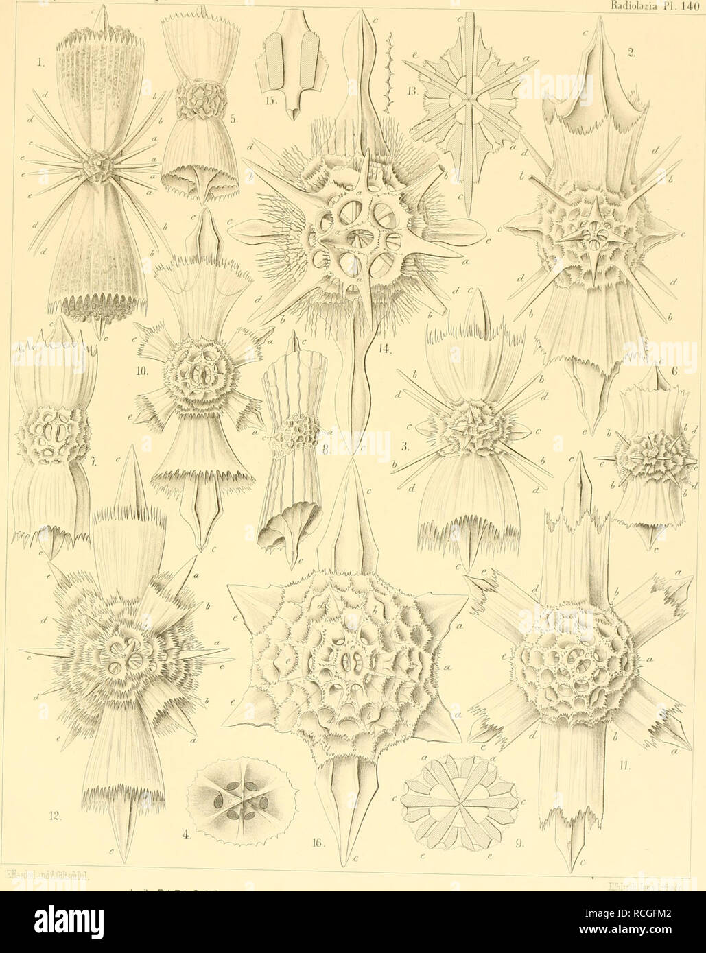 Acantharia hi-res stock photography and images - Alamy