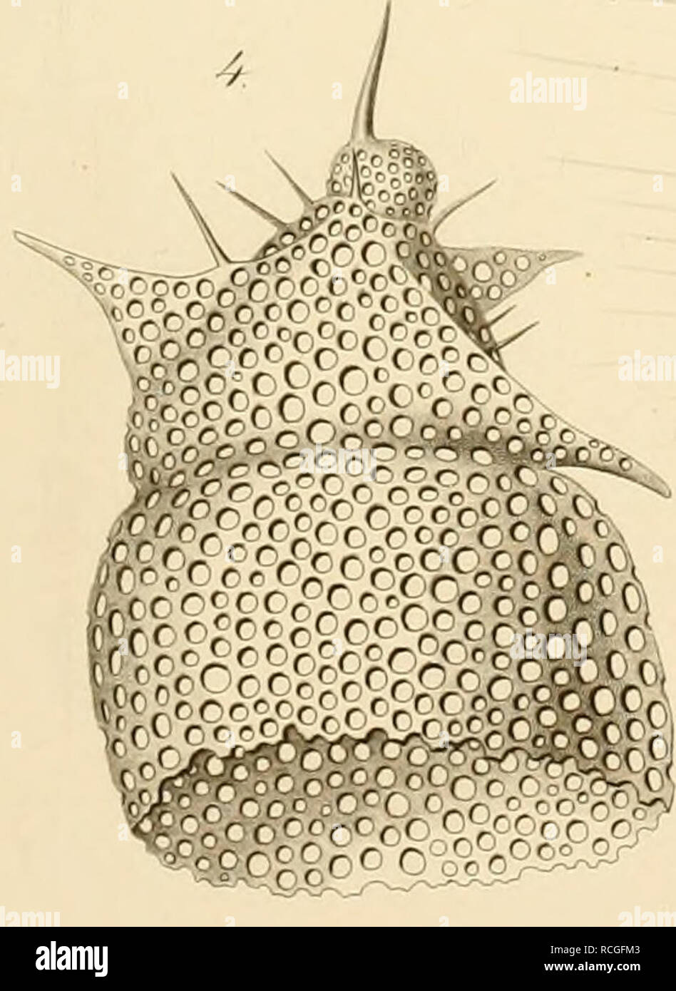 Radiolaria fossil hi-res stock photography and images - Alamy