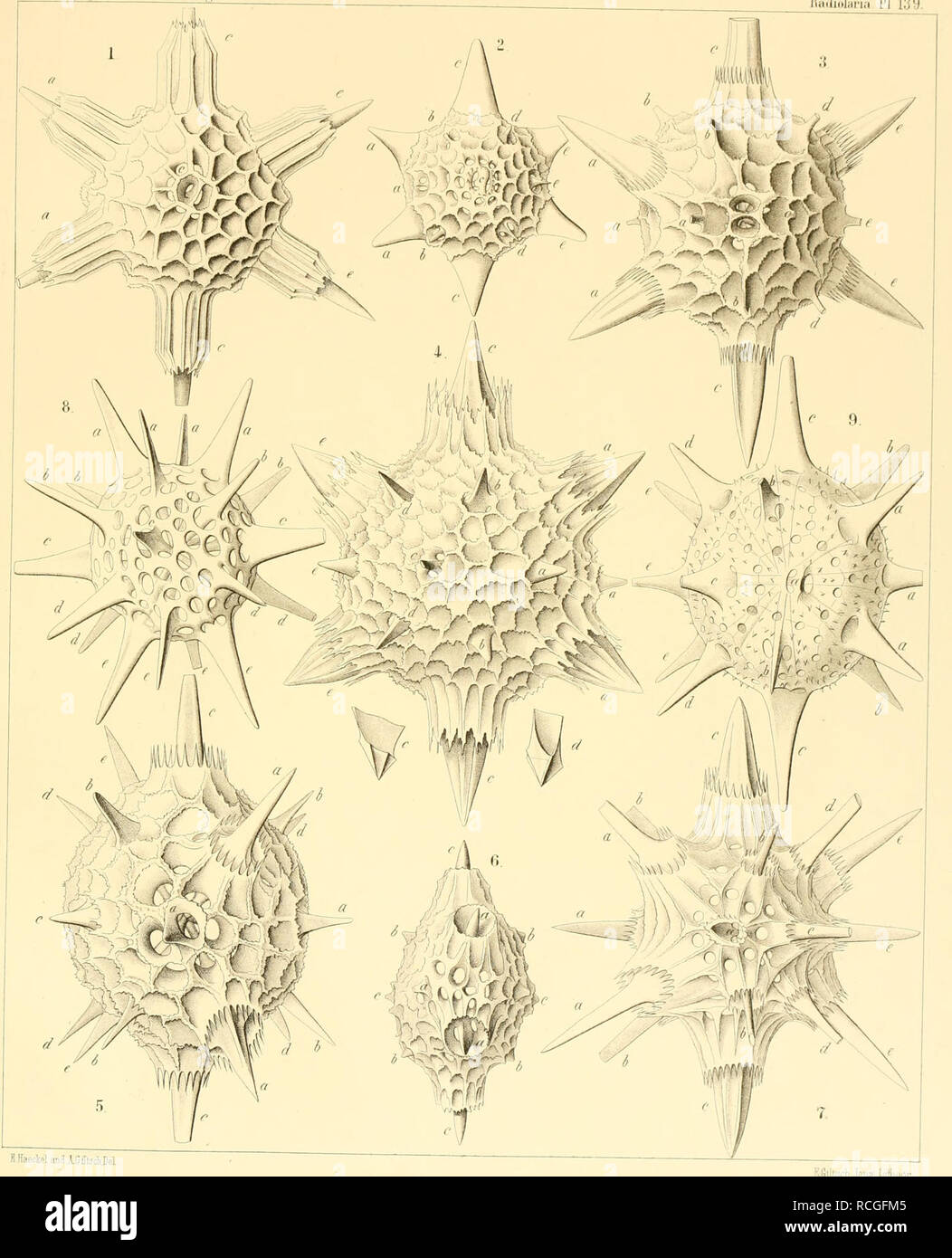 Acantharia hi-res stock photography and images - Alamy