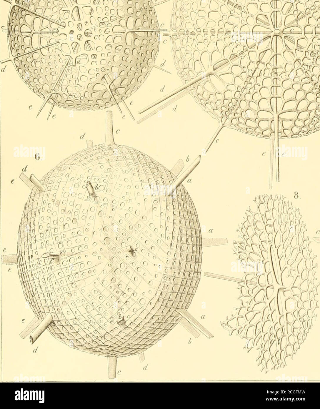 Radiolaria fossil hi-res stock photography and images - Alamy