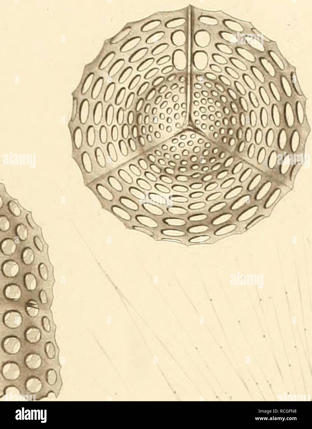 Ernst haeckel, radiolaria hi-res stock photography and images - Alamy