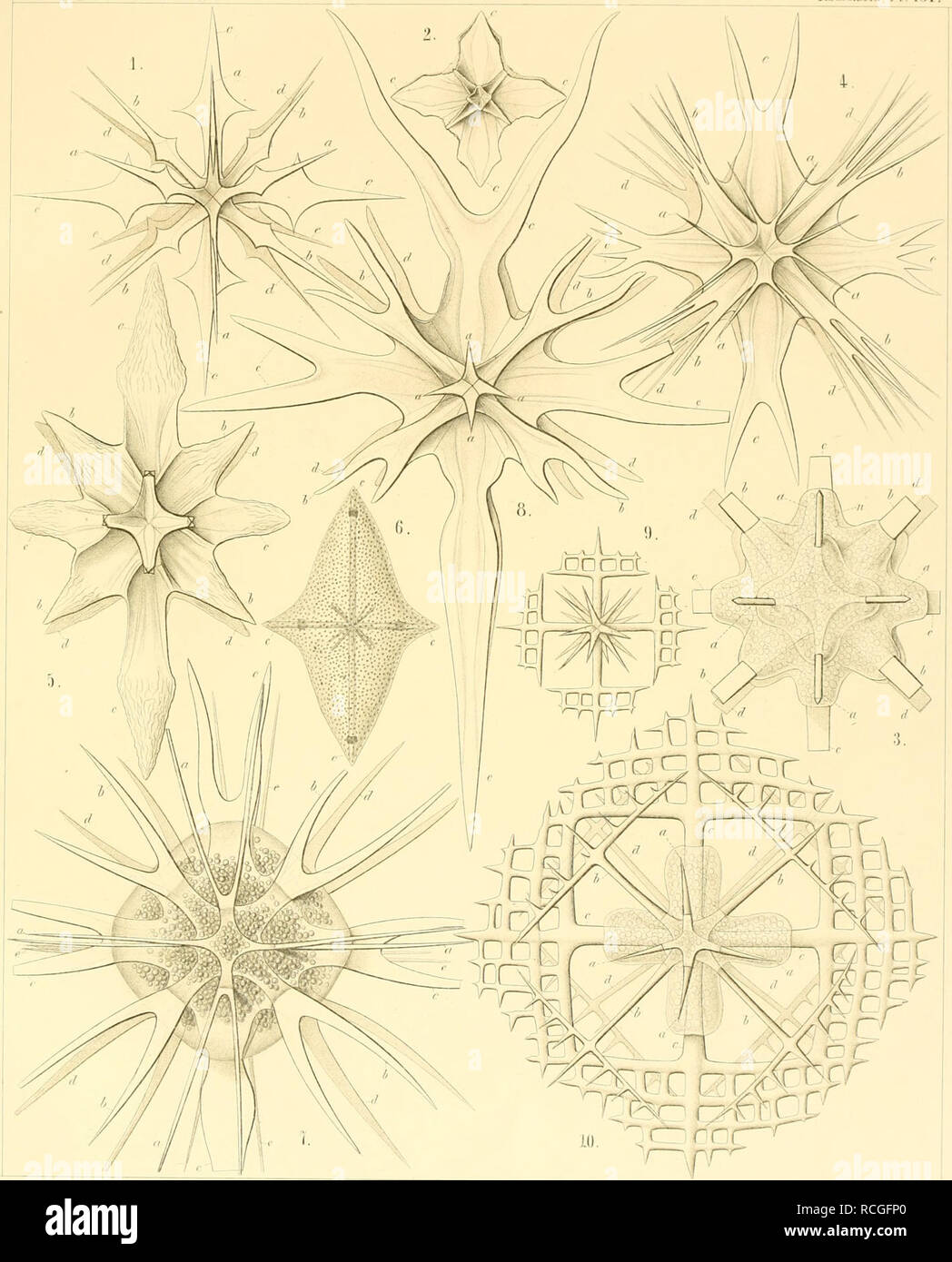 Acantharia hi-res stock photography and images - Alamy