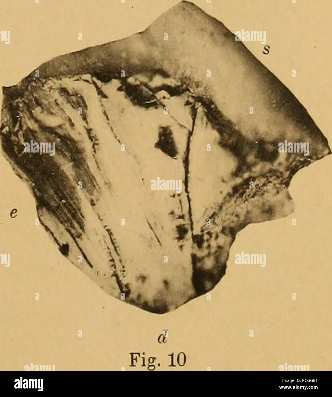 Trinil pithecanthropus erectus hi-res stock photography and images - Alamy