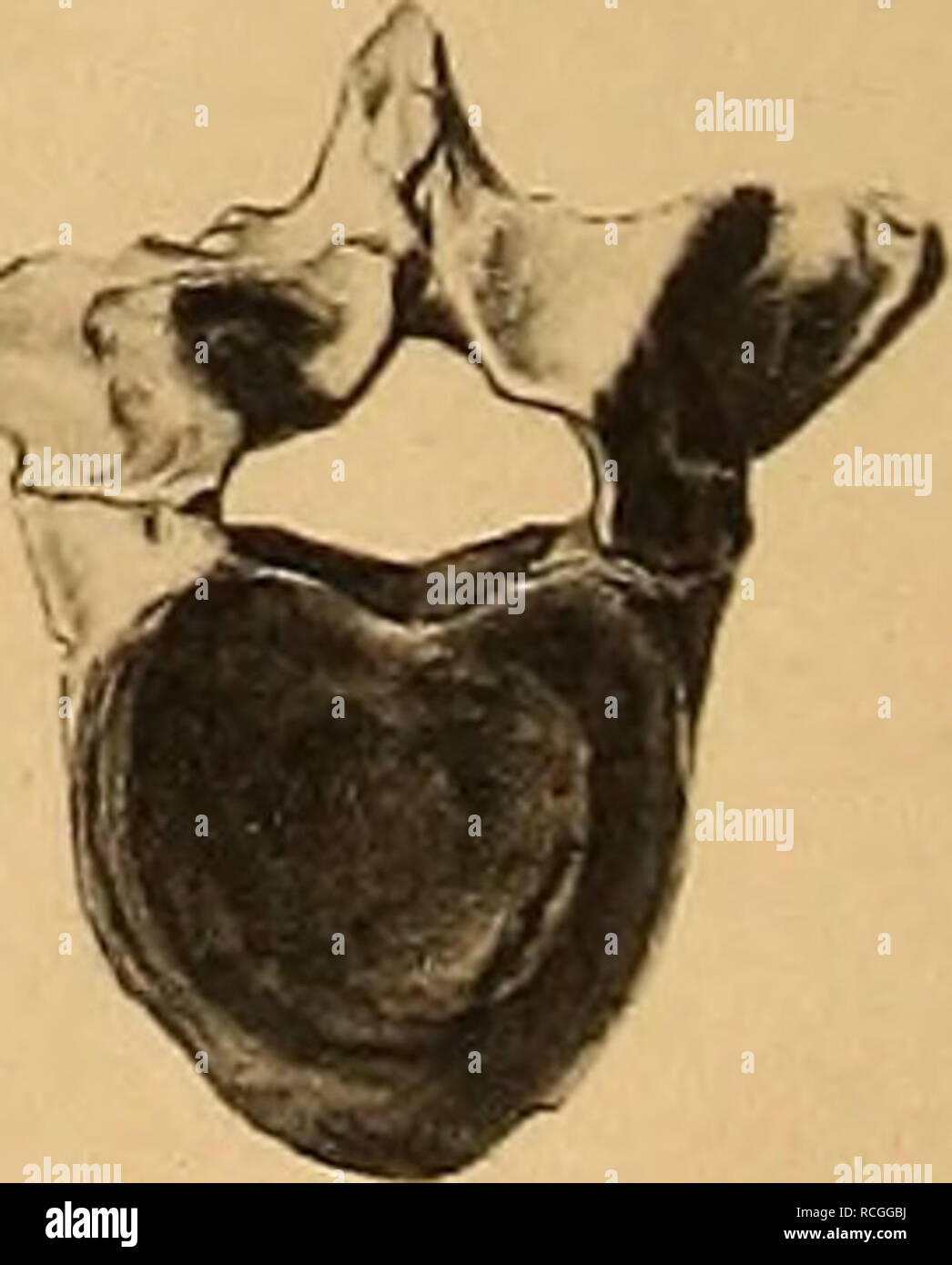 Trinil pithecanthropus erectus hi-res stock photography and images - Alamy
