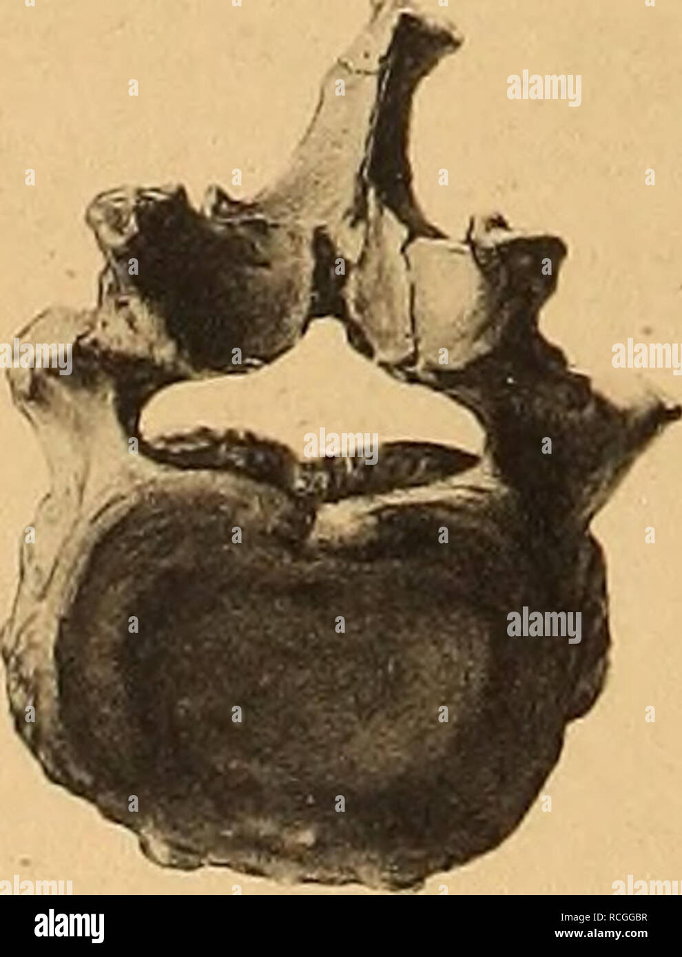 Trinil pithecanthropus erectus hi-res stock photography and images - Alamy