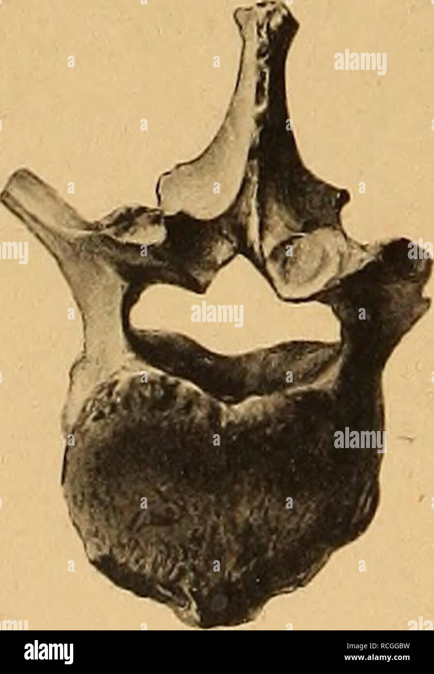 Trinil pithecanthropus erectus hi-res stock photography and images - Alamy