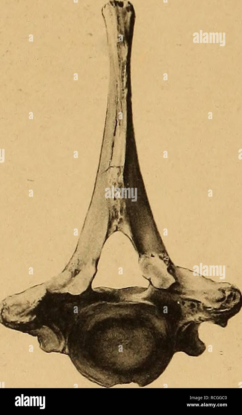 Trinil pithecanthropus erectus hi-res stock photography and images - Alamy