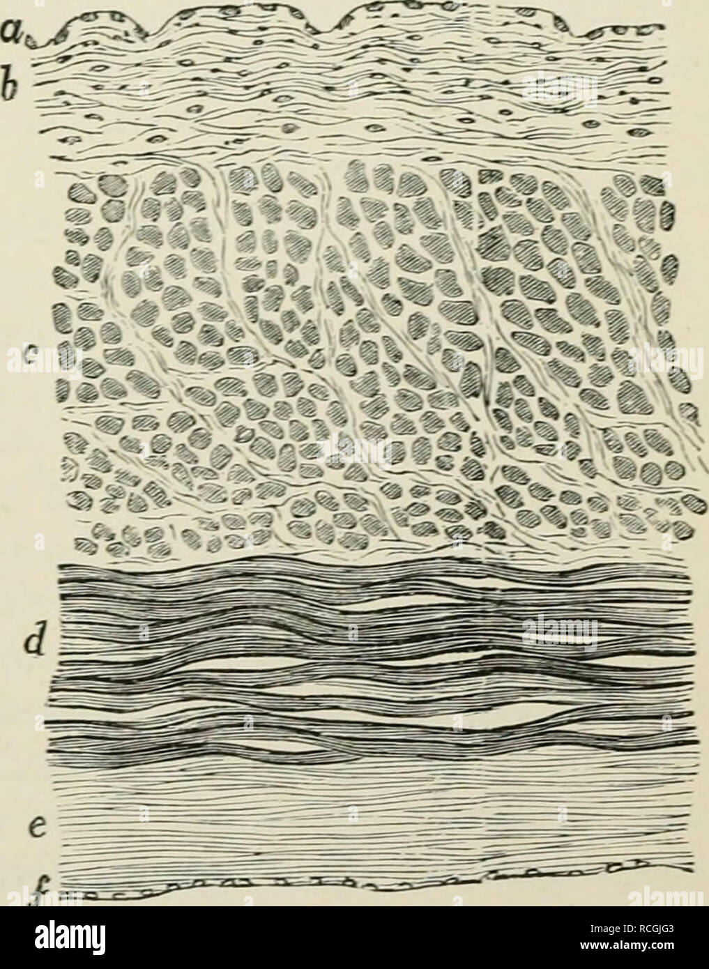 Endocardium Histology