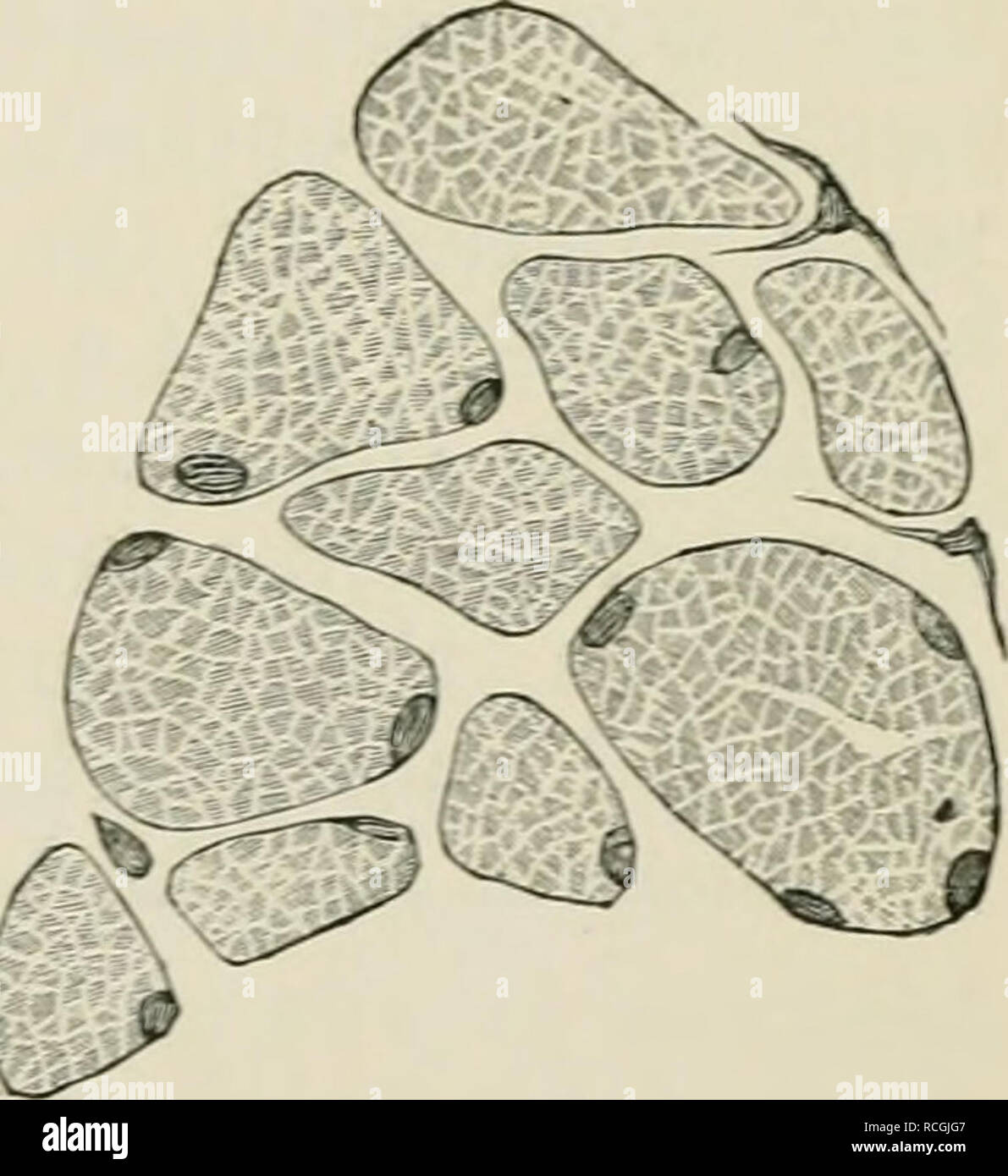 Tissue hardening hi-res stock photography and images - Alamy