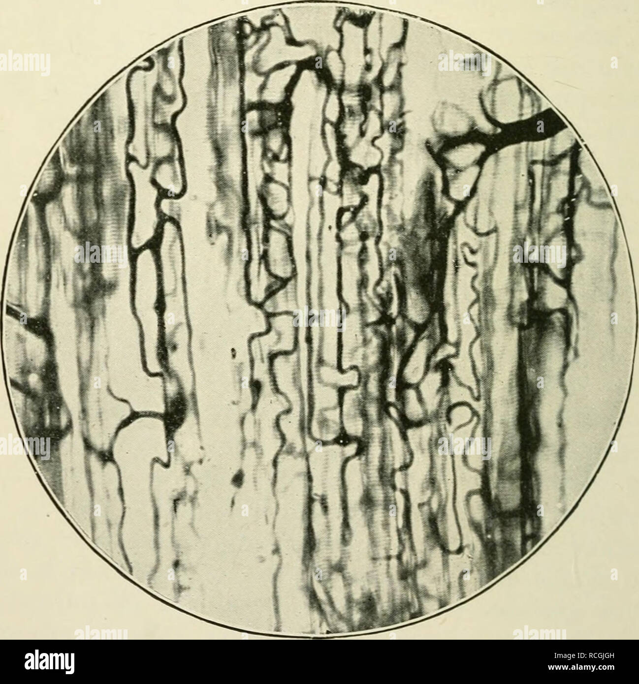 Blood capillaries histology hi-res stock photography and images - Alamy