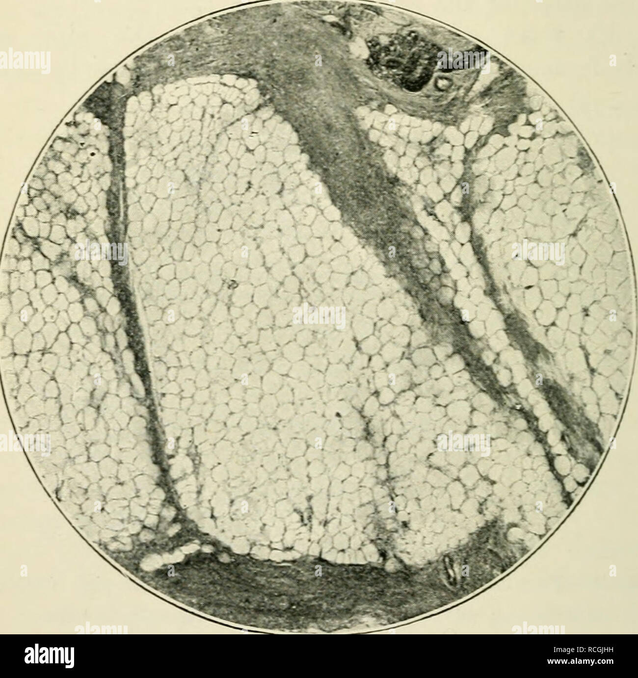 Adipose Connective Tissue Capillary