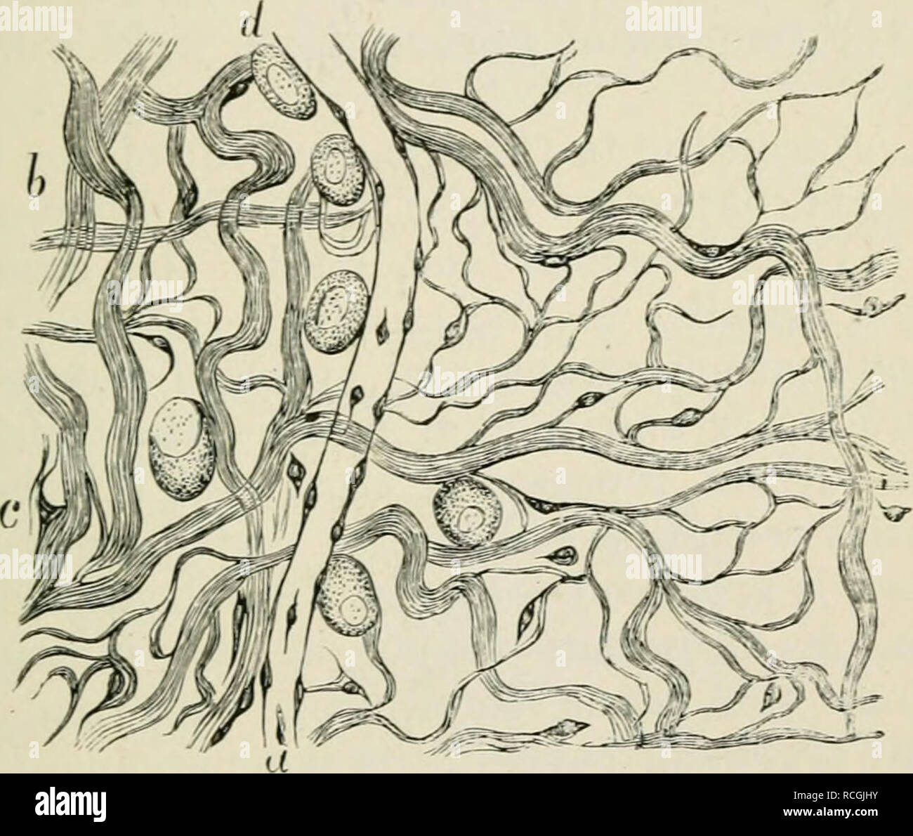 Fibrous connective tissue tendon hi-res stock photography and images ...