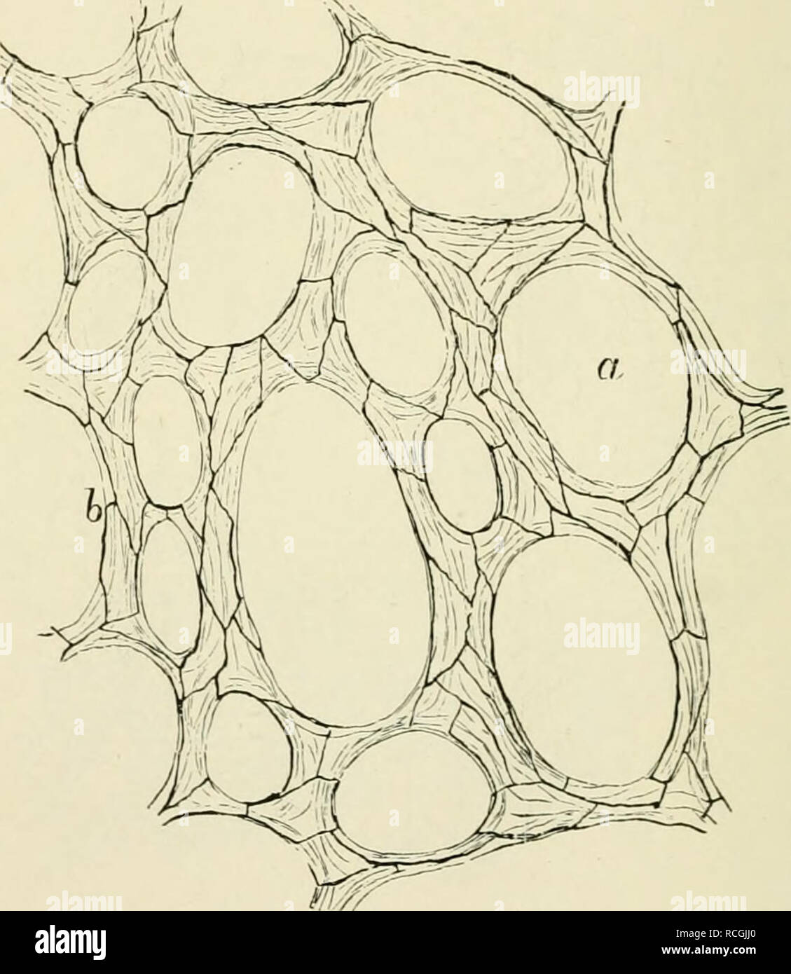 Serous Membrane Histology