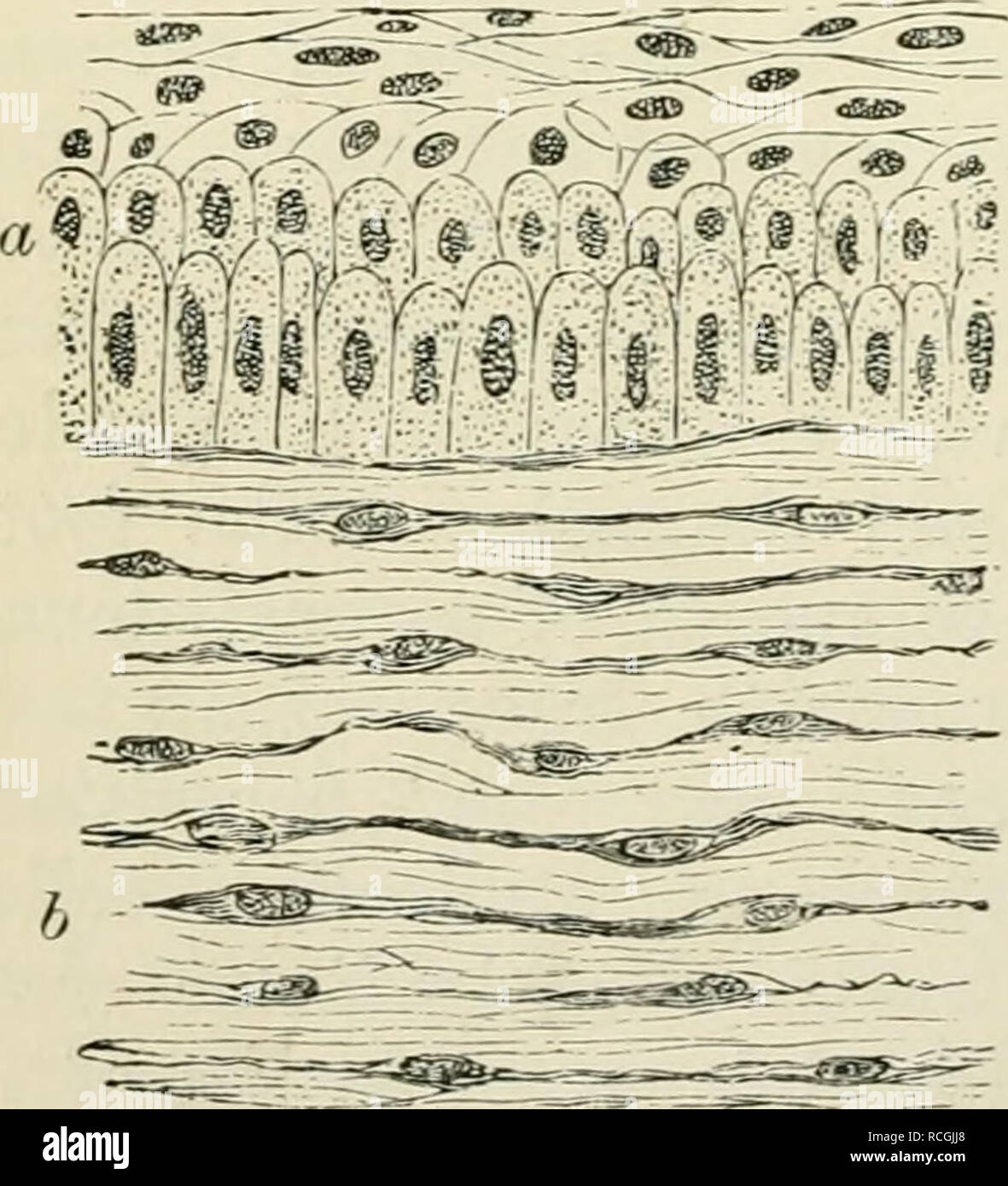 . Elements of histology. Histology. Fi-. 25. a. The st c, the — From a ...