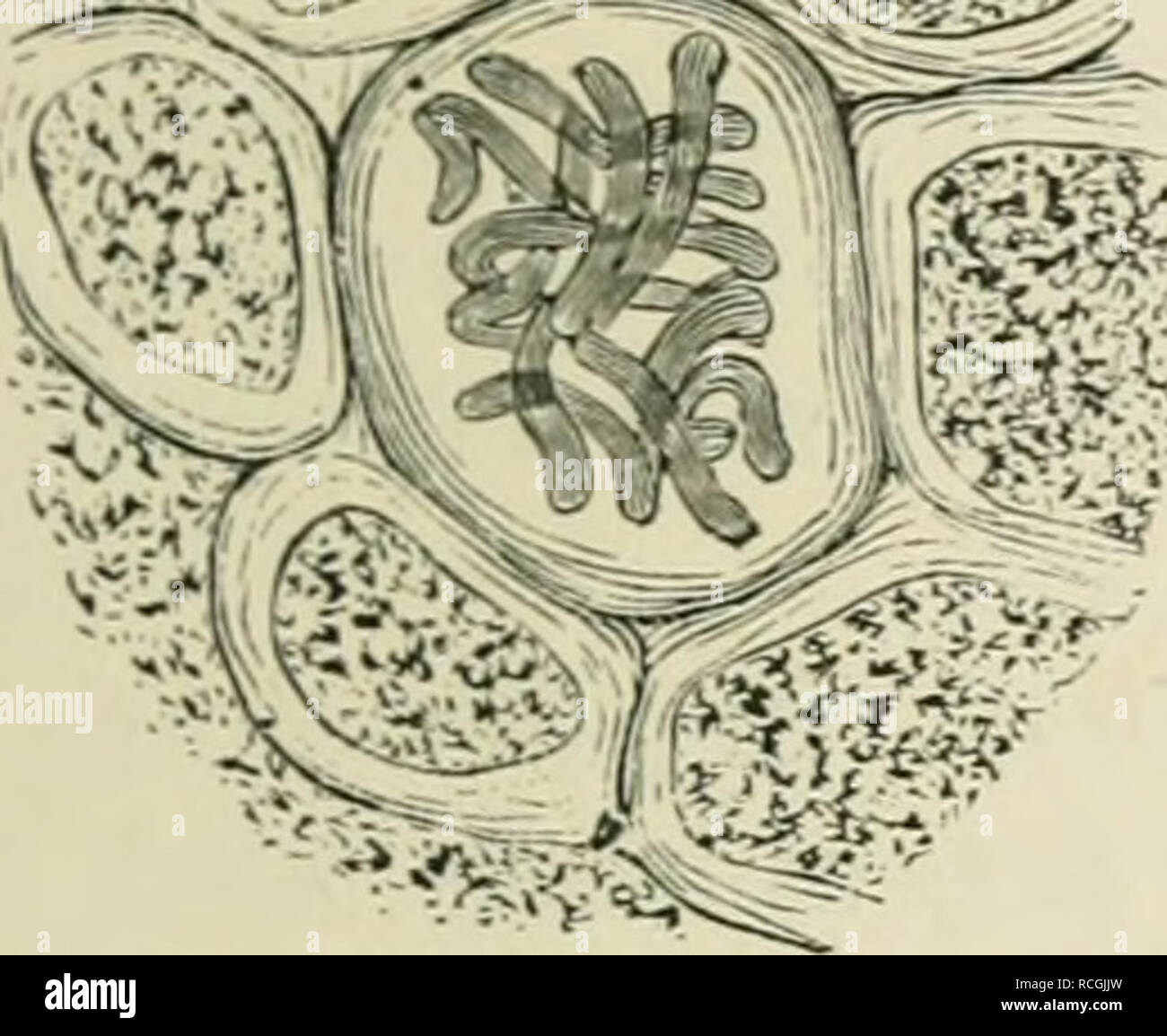 Transverse threads hi-res stock photography and images - Alamy