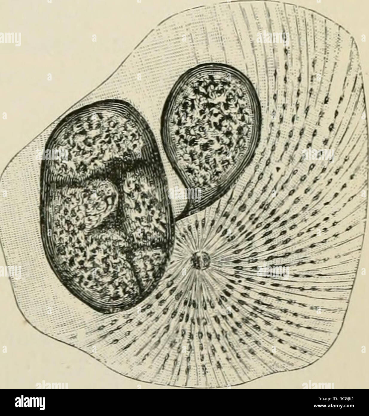 . Elements of histology. Histology. Cells. In amceboid cells, such as ...