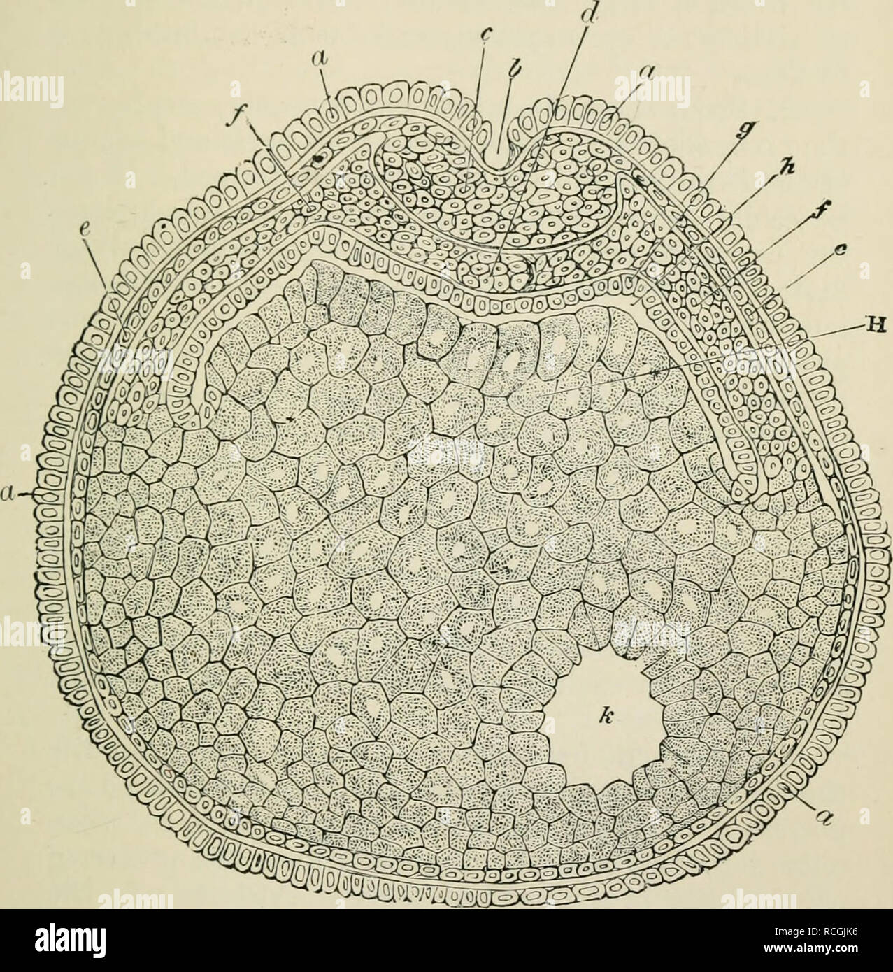 . Elements of histology. Histology. Cells, part ill this process of ...