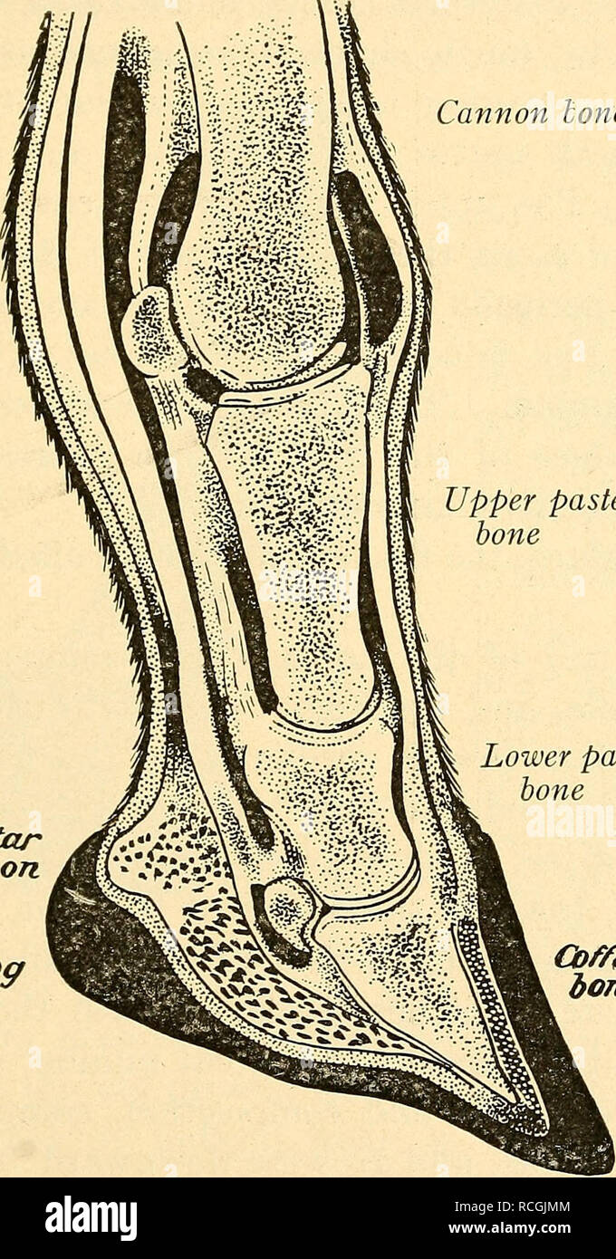 . Elements of hippology. Horses. ELEMENTS OF HIPPOLOGY. 131 Cannon lone ...