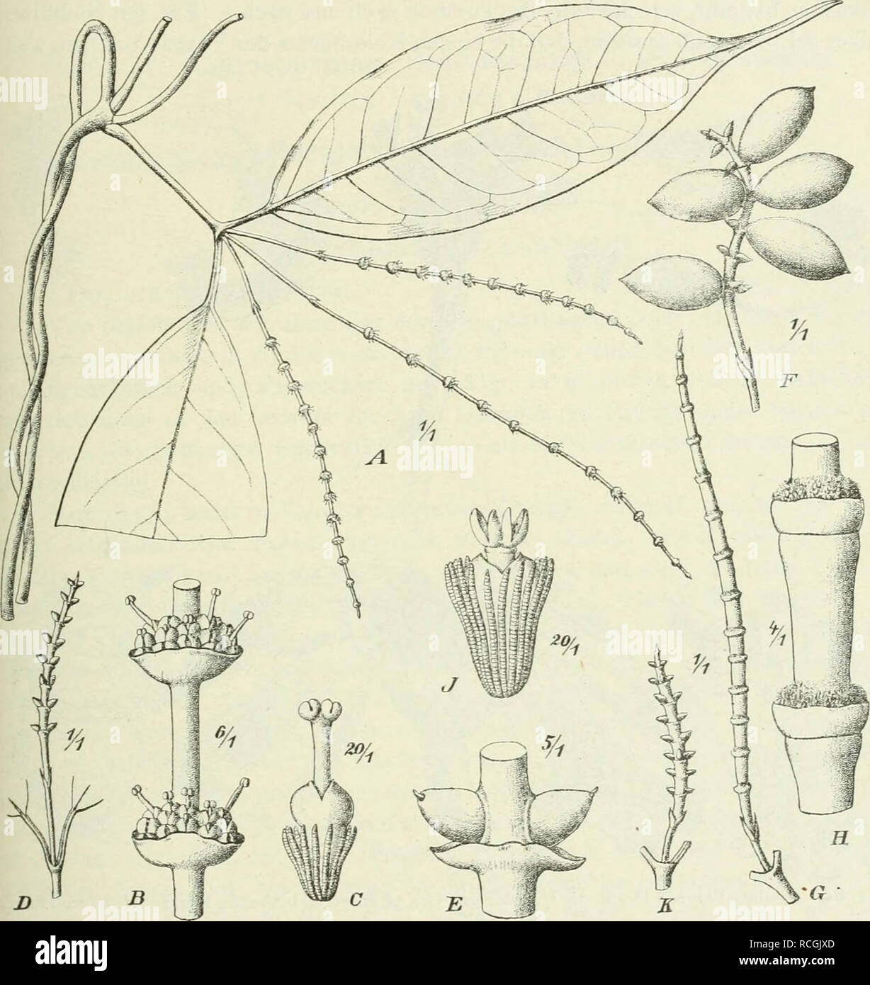 Baum mit wurzeln und boden hi-res stock photography and images - Alamy