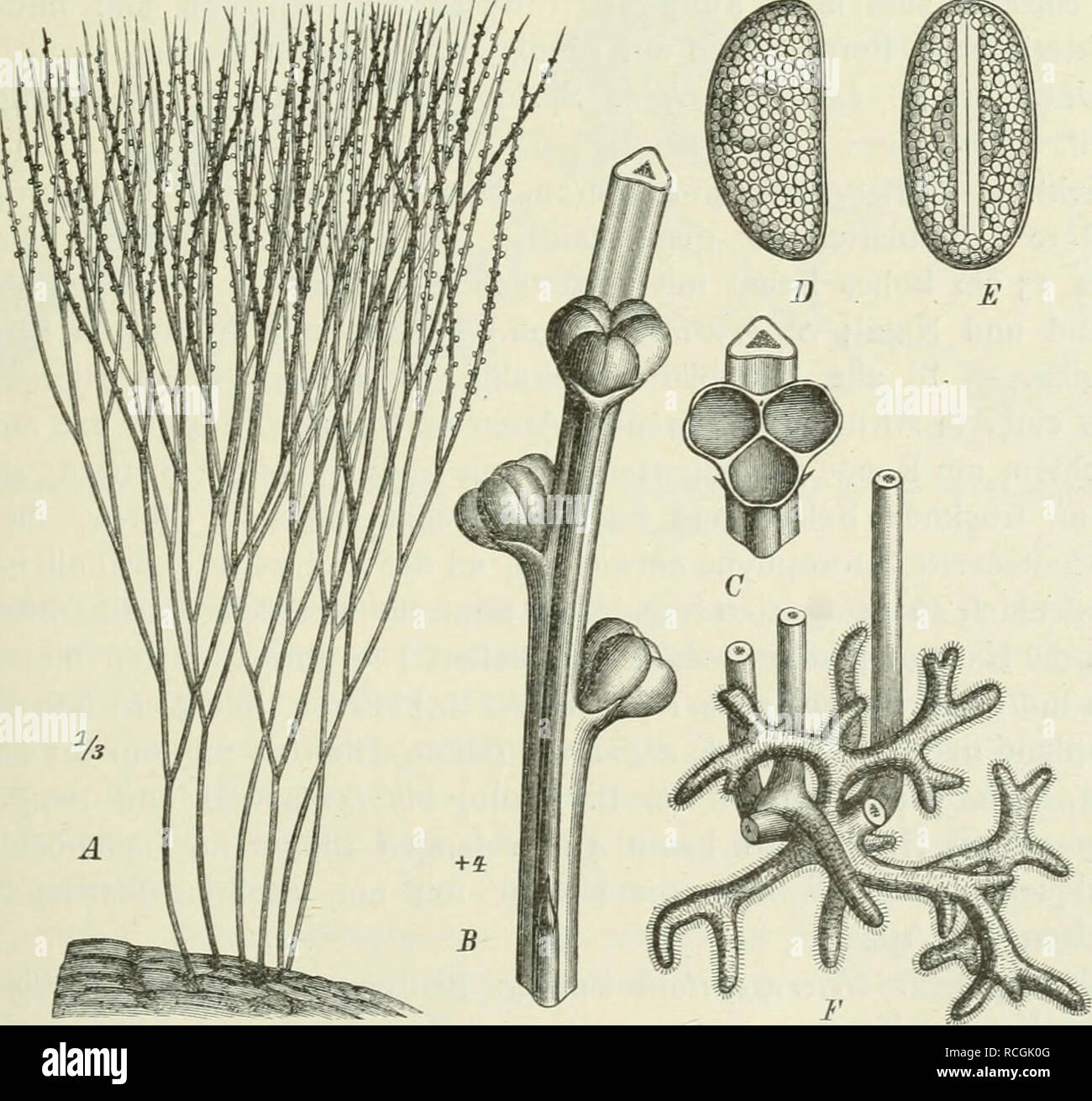 Psilotaceae hi-res stock photography and images - Alamy