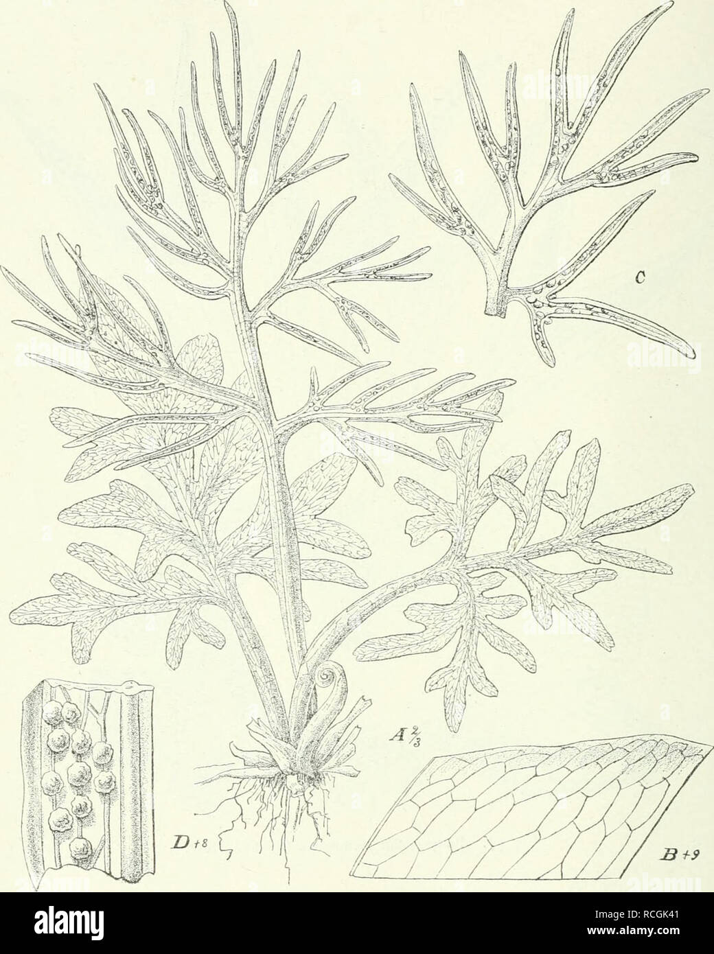 Hydrophyten hi-res stock photography and images - Alamy