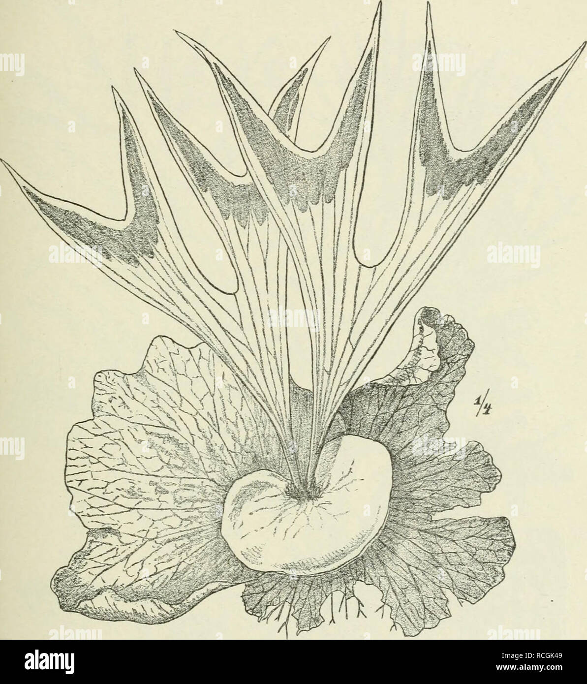 Angola und kongo hi-res stock photography and images - Alamy