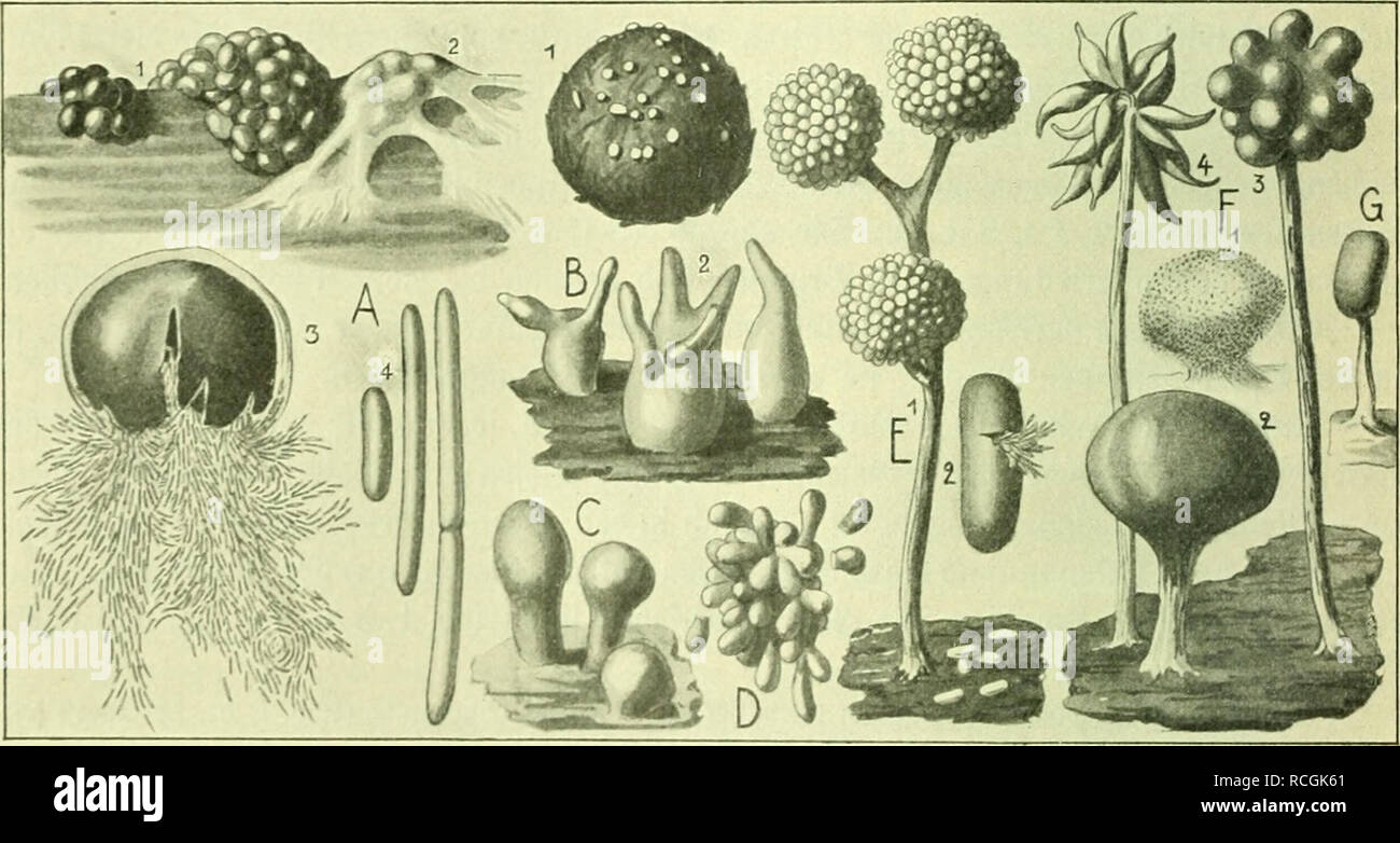 Protophyta hi-res stock photography and images - Alamy