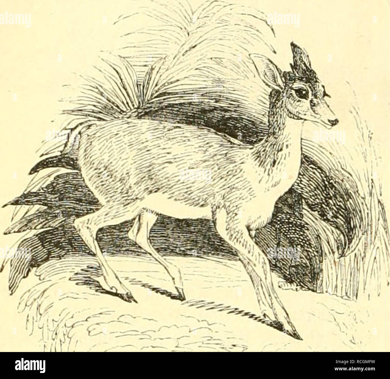 Piepe 11 hi-res stock photography and images - Alamy