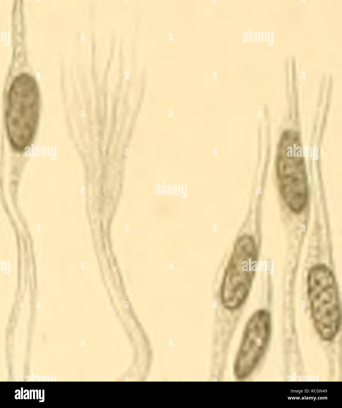 Convoluta roscoffensis hi-res stock photography and images - Alamy