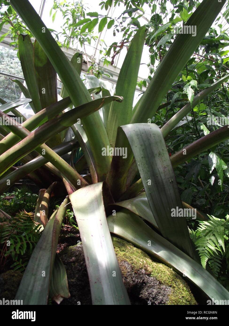 Alcantarea hi-res stock photography and images - Alamy