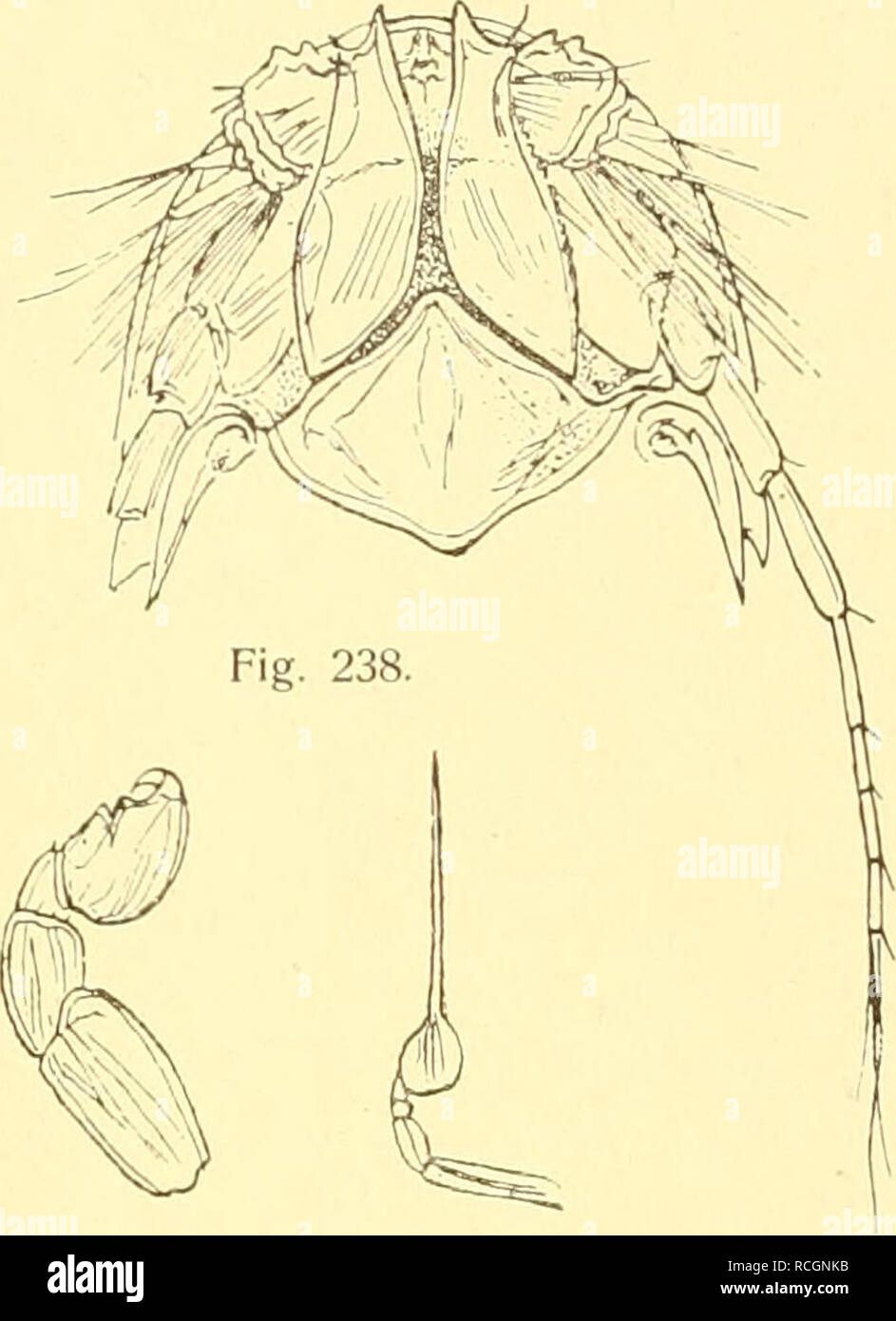 . Die nordischen isopoden. Isopoda. Fig. 241.. Fig. 239. Fig. 243. Fig ...