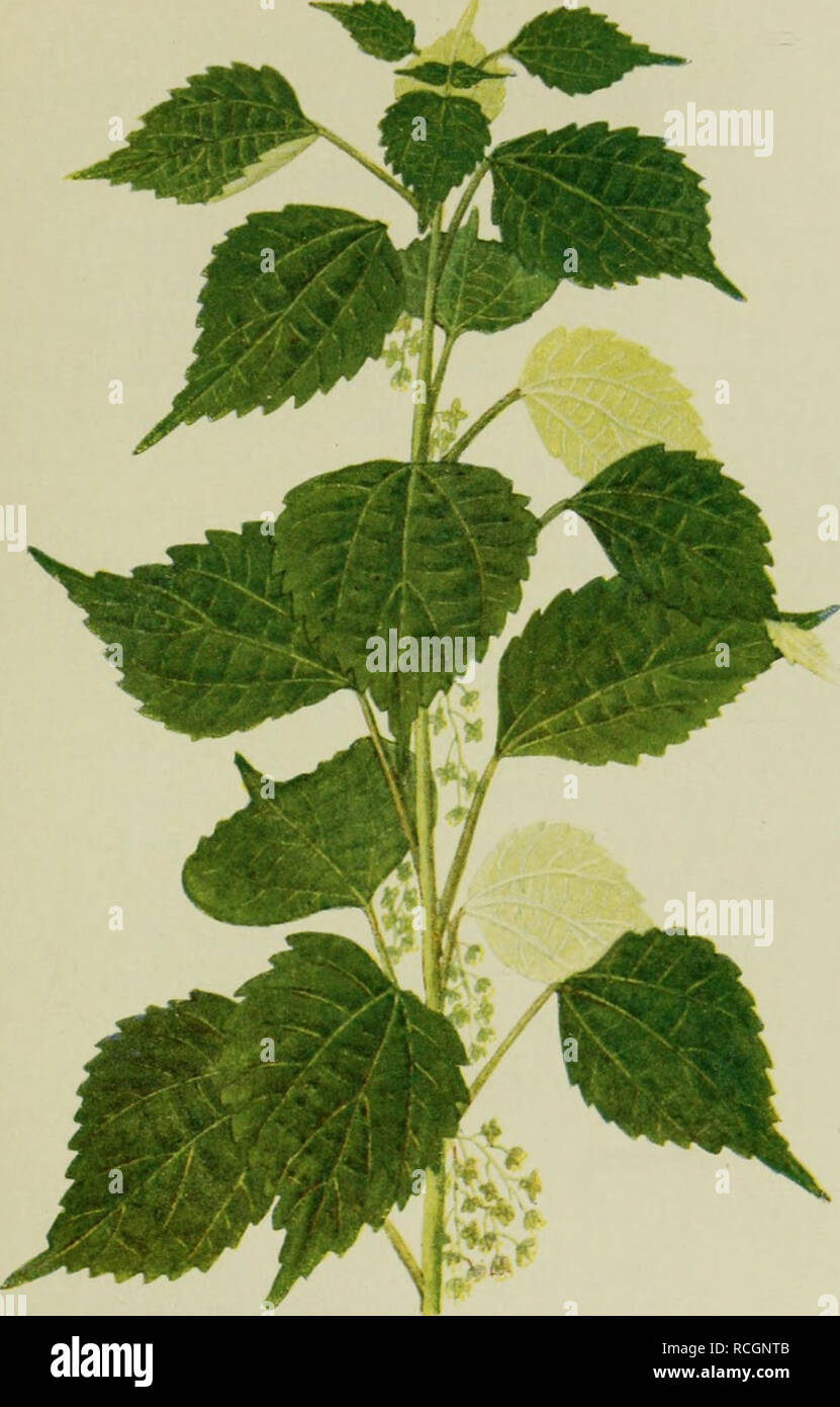 Ramie boehmeria nivea hi-res stock photography and images - Alamy