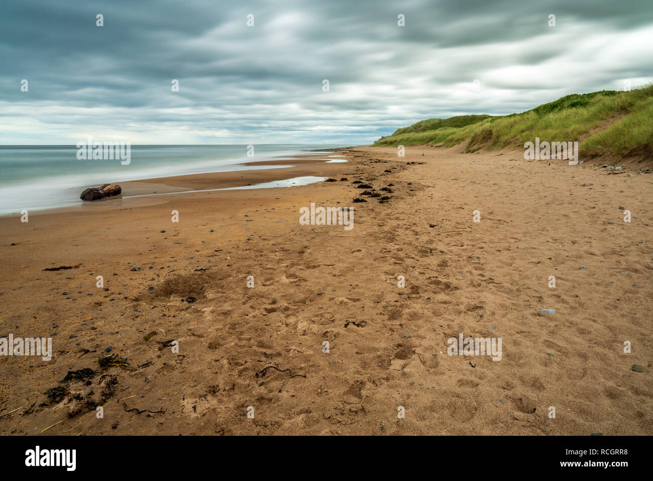 A tree trunk under a dramatic sky at Cocklawburn Beach near Berwick ...