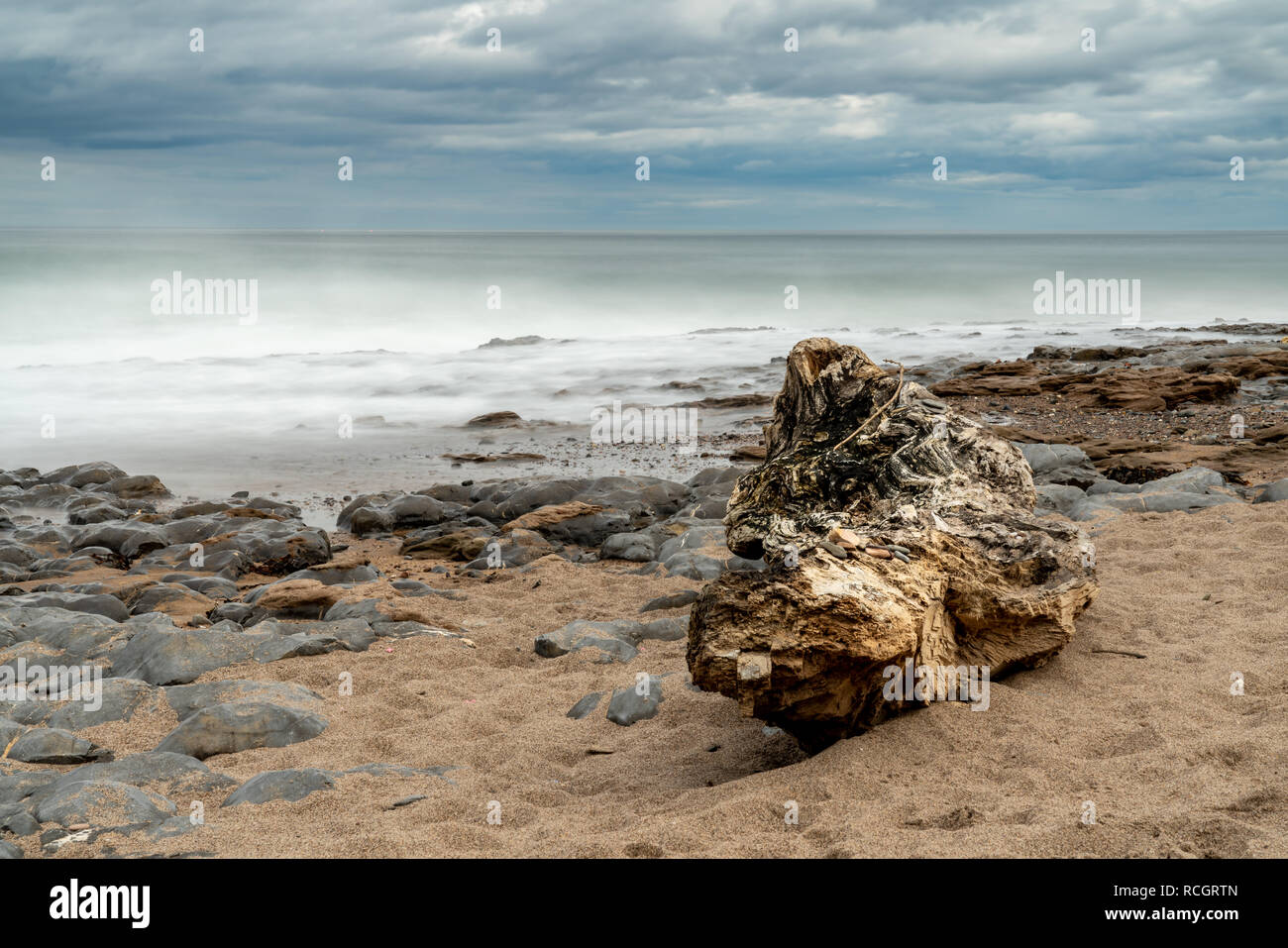 A tree trunk under a dramatic sky at Cocklawburn Beach near Berwick ...