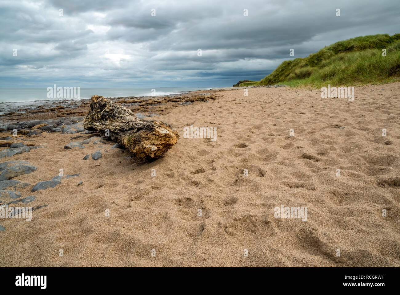 A tree trunk under a dramatic sky at Cocklawburn Beach near Berwick ...