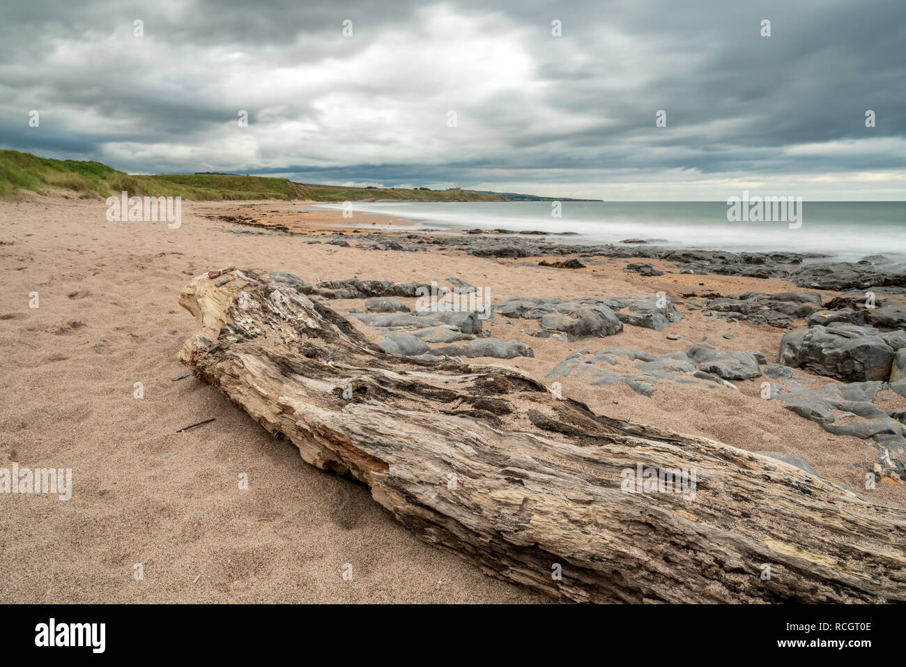 A tree trunk under a dramatic sky at Cocklawburn Beach near Berwick ...